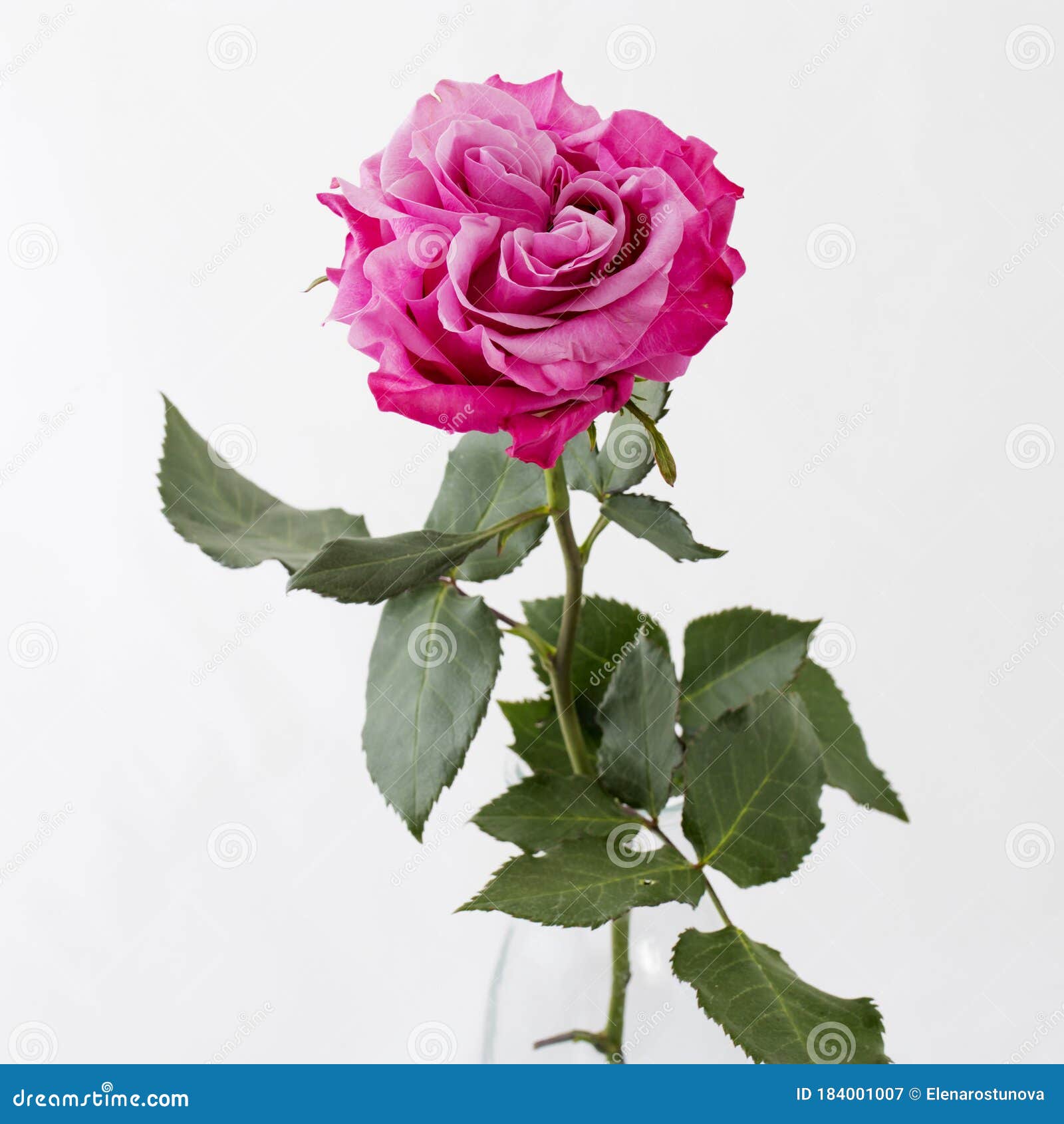 One Pink Rose on a White Background Stock Image - Image of symbol ...