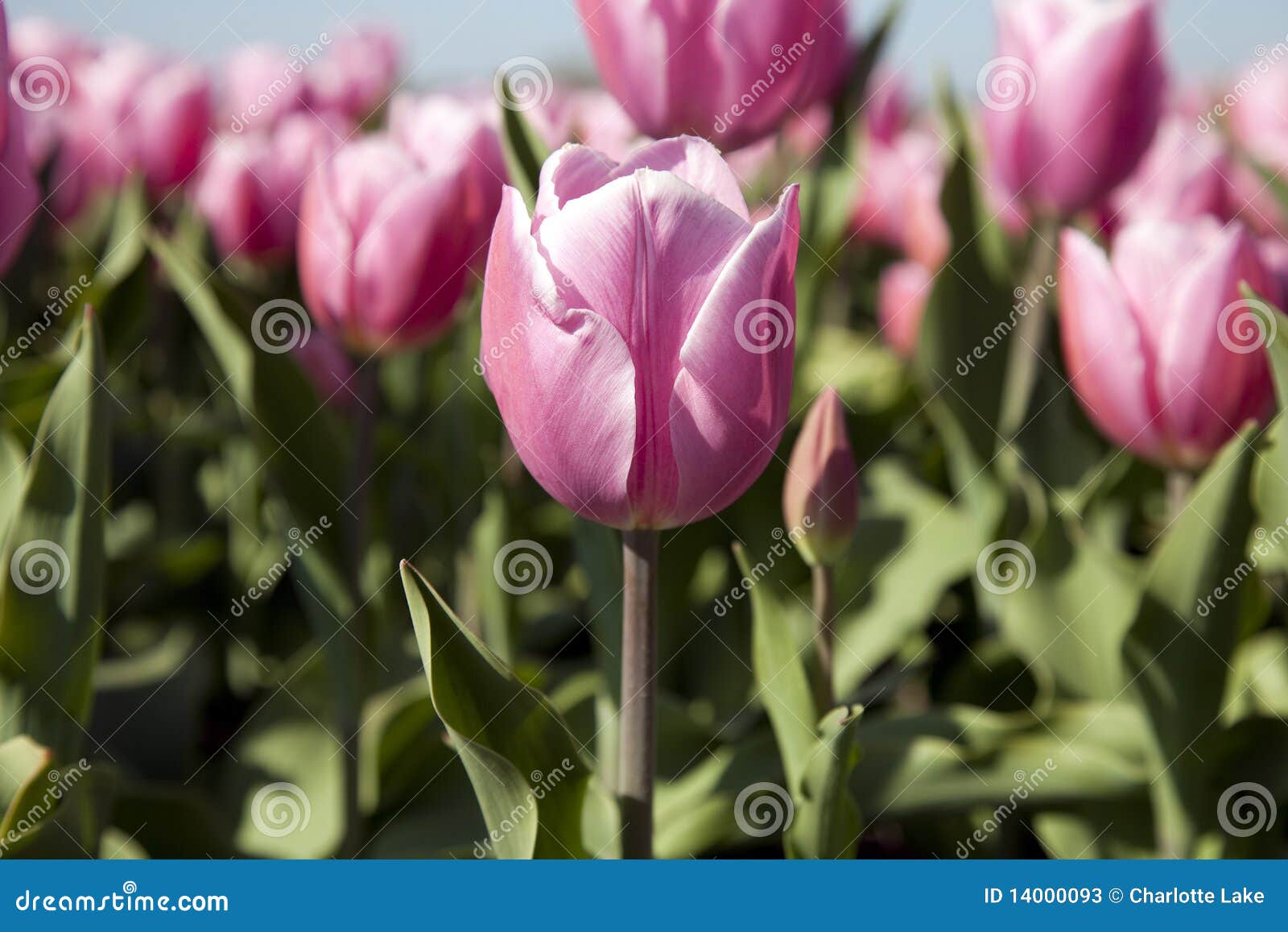 One Pink Tulip stock image. Image of holland, beauty - 14000093