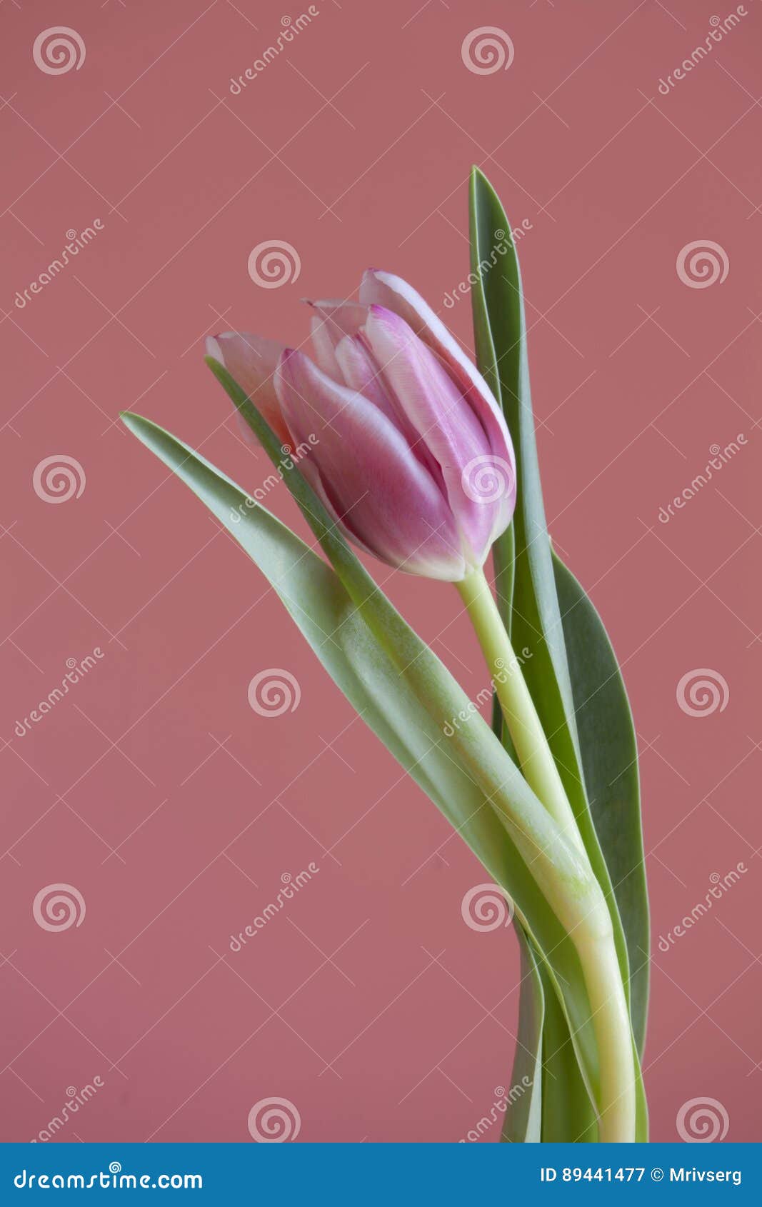 One Pink tulip stock image. Image of pink, event, isolate - 89441477