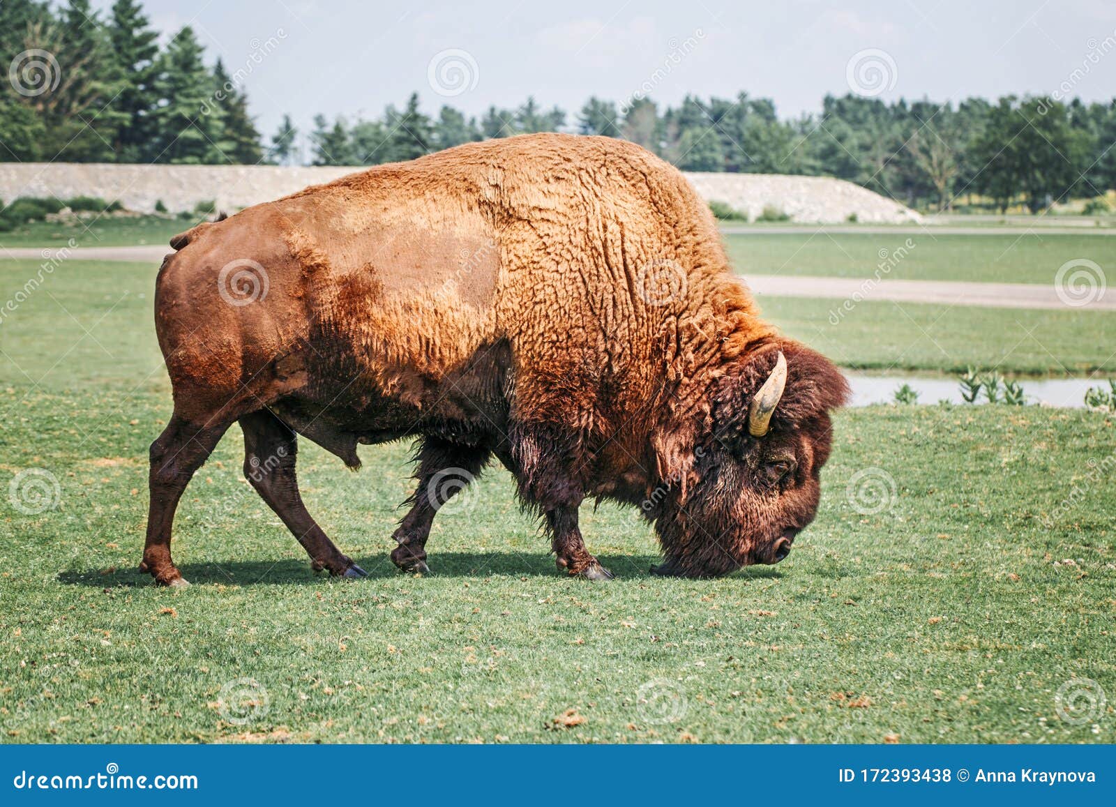One Plains Bison Eating Grazing Grass Outside. Herd Animal Buffalo Ox ... One Plains Bison Eating Grazing Grass Outside. Herd Animal Buffalo Ox ...