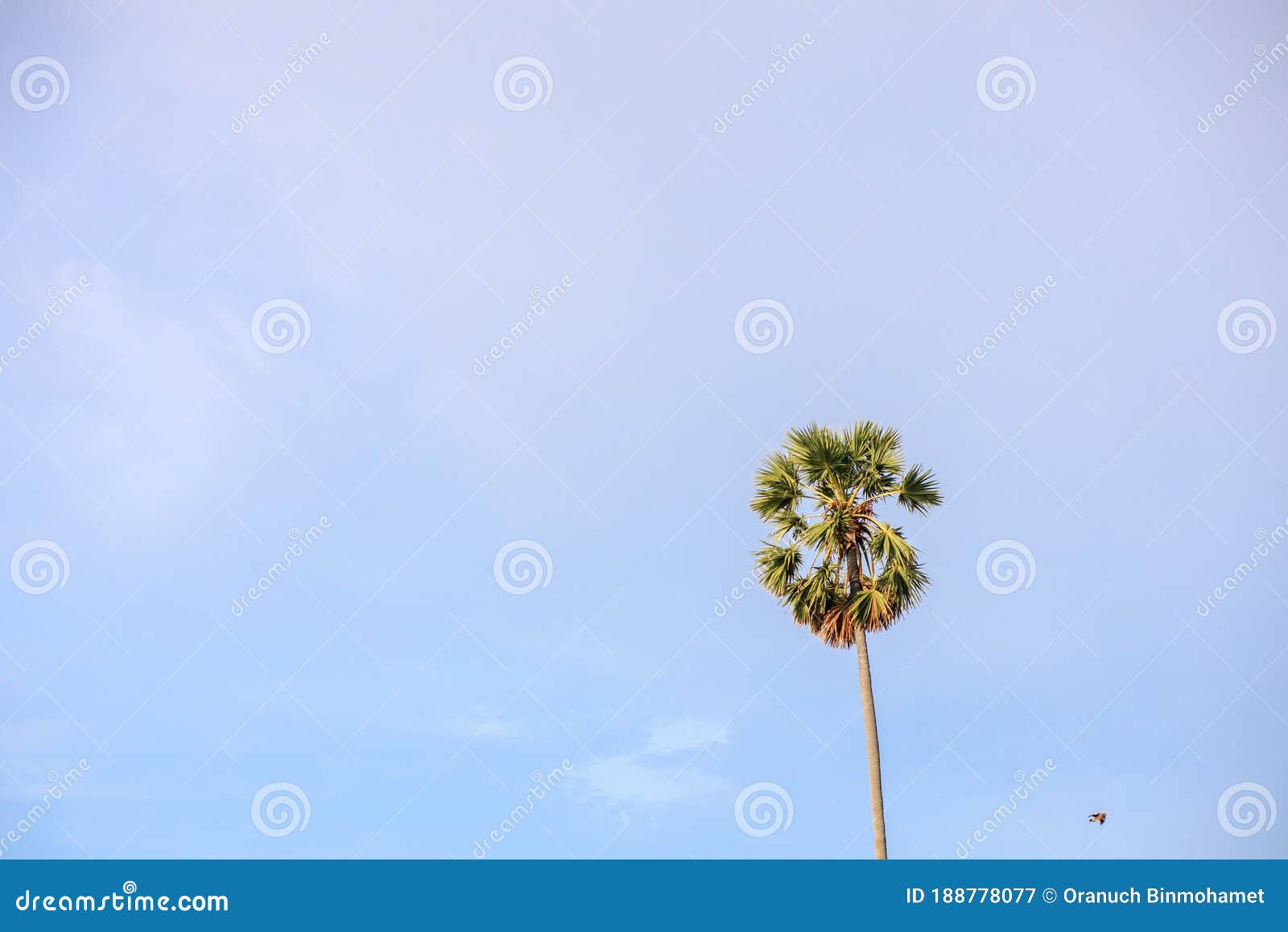 One Plam Tree and Cloudless Blue Sky Stock Image - Image of silhouette ...