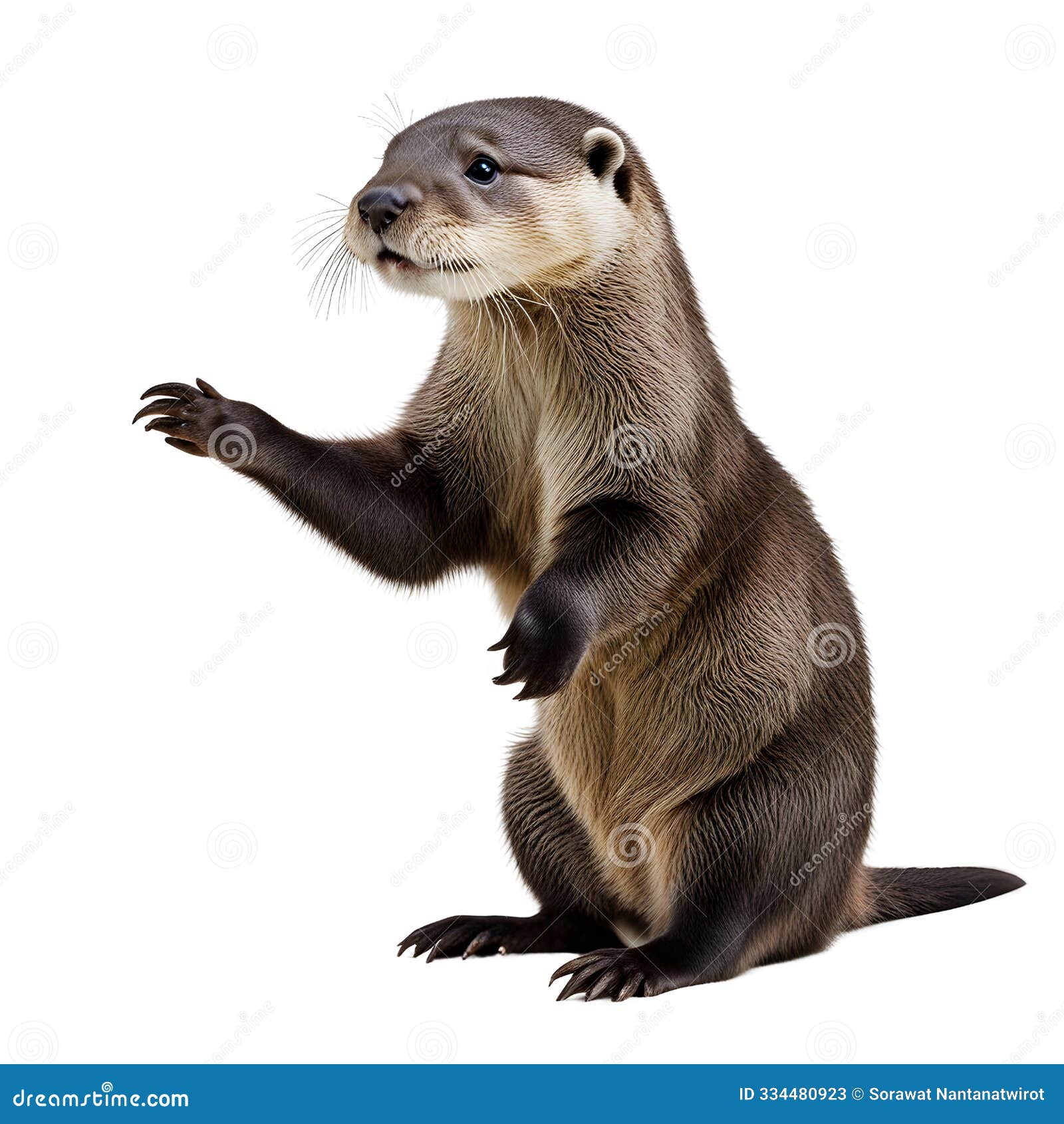 One Playful Otter on White Background Generative AI. Stock Illustration ...