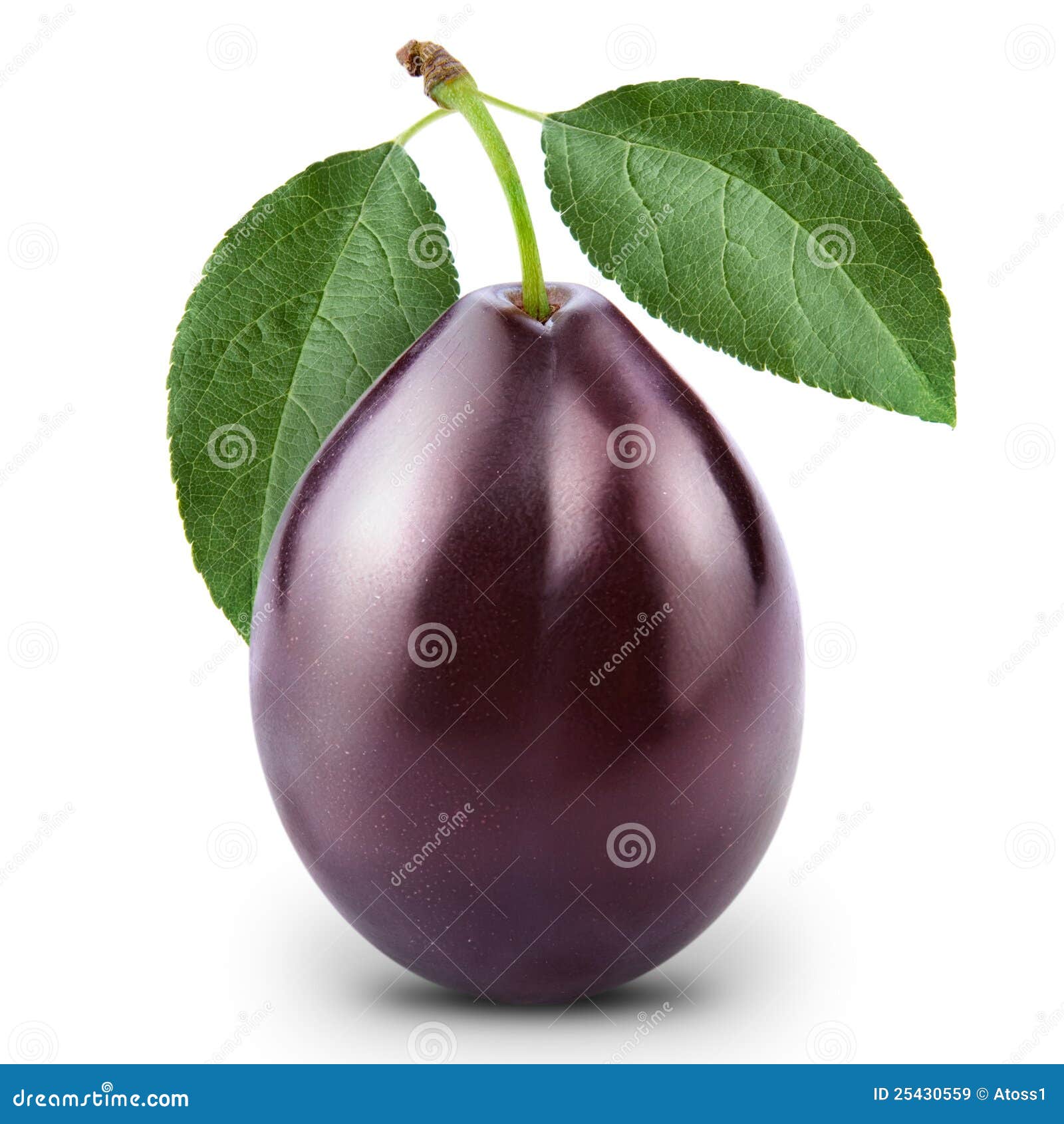 One plum stock image. Image of purple, blue, delicious - 25430559