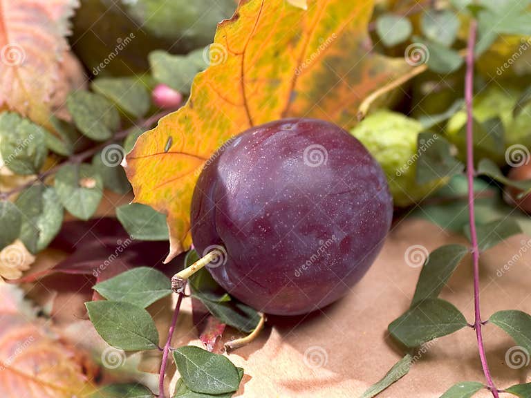 One plum stock photo. Image of fall, vegetable, harvest - 3415874