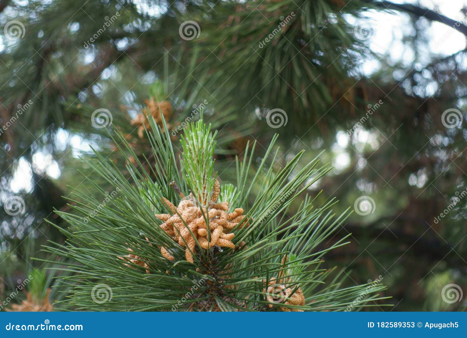 One Pollen Cone on Branch of Pinus Sylvestris Stock Image - Image of ...
