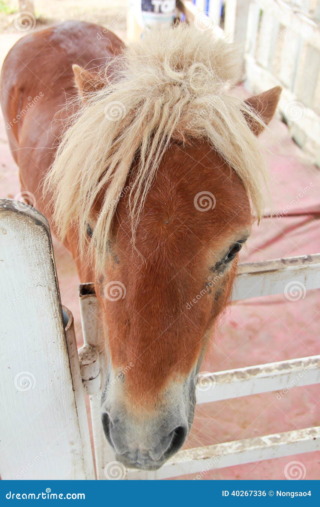 One pony in corral stock photo. Image of grass, canada - 40267336
