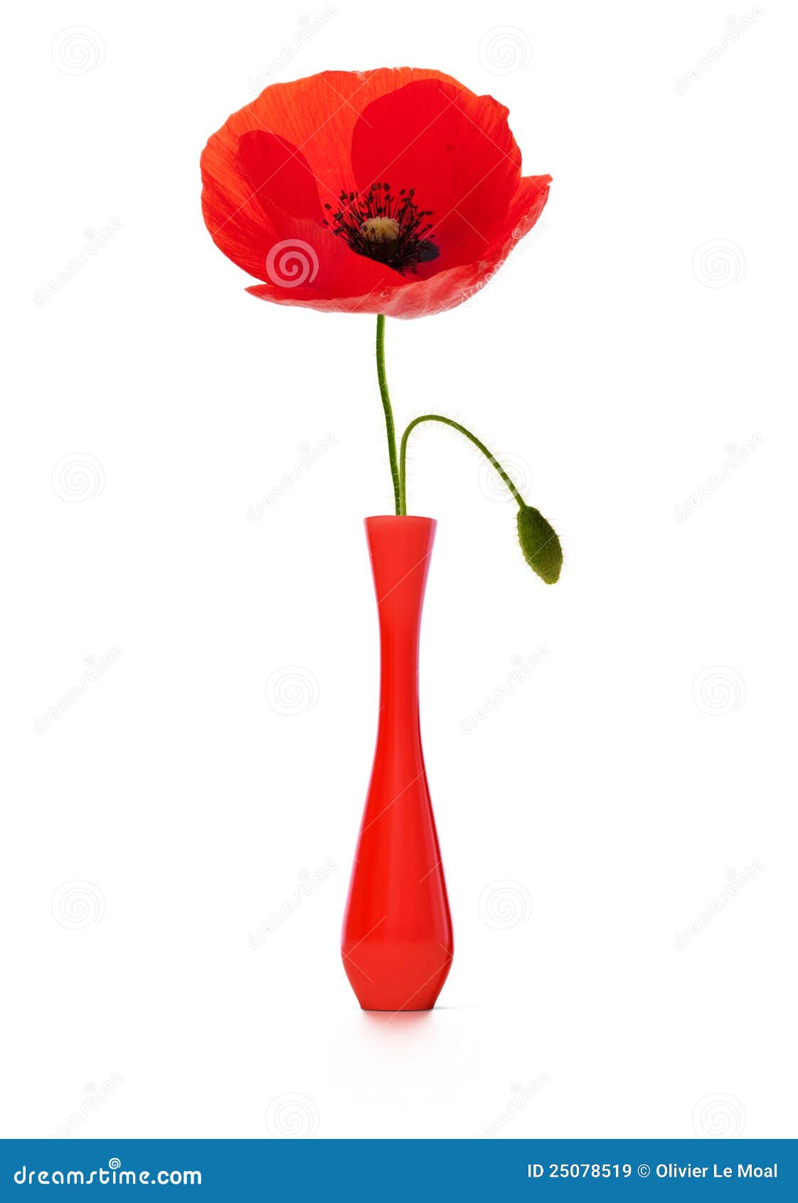 One poppy flower stock image. Image of summer, decor - 25078519