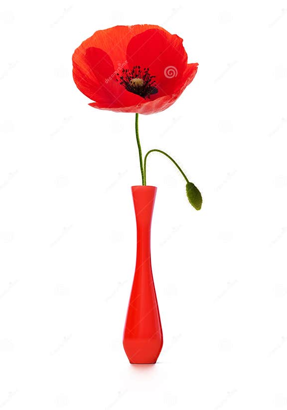 One poppy flower stock image. Image of summer, decor - 25078519