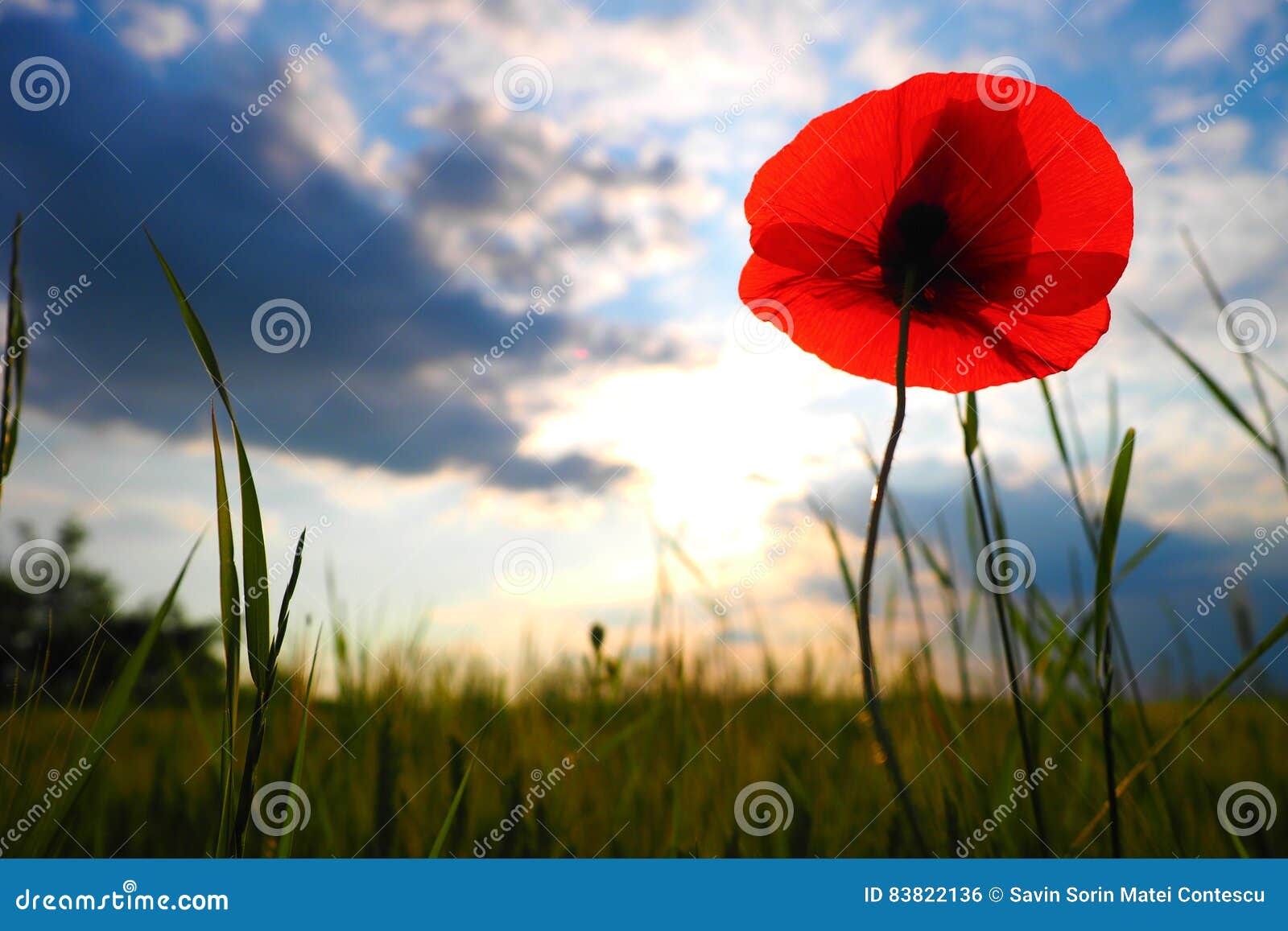 One poppy stock photo. Image of beauty, focus, flower - 83822136