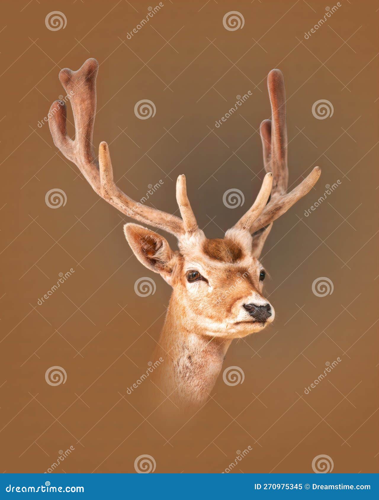 One Portrait of a Pretty Fallow Deer Buck Stock Image - Image of ...