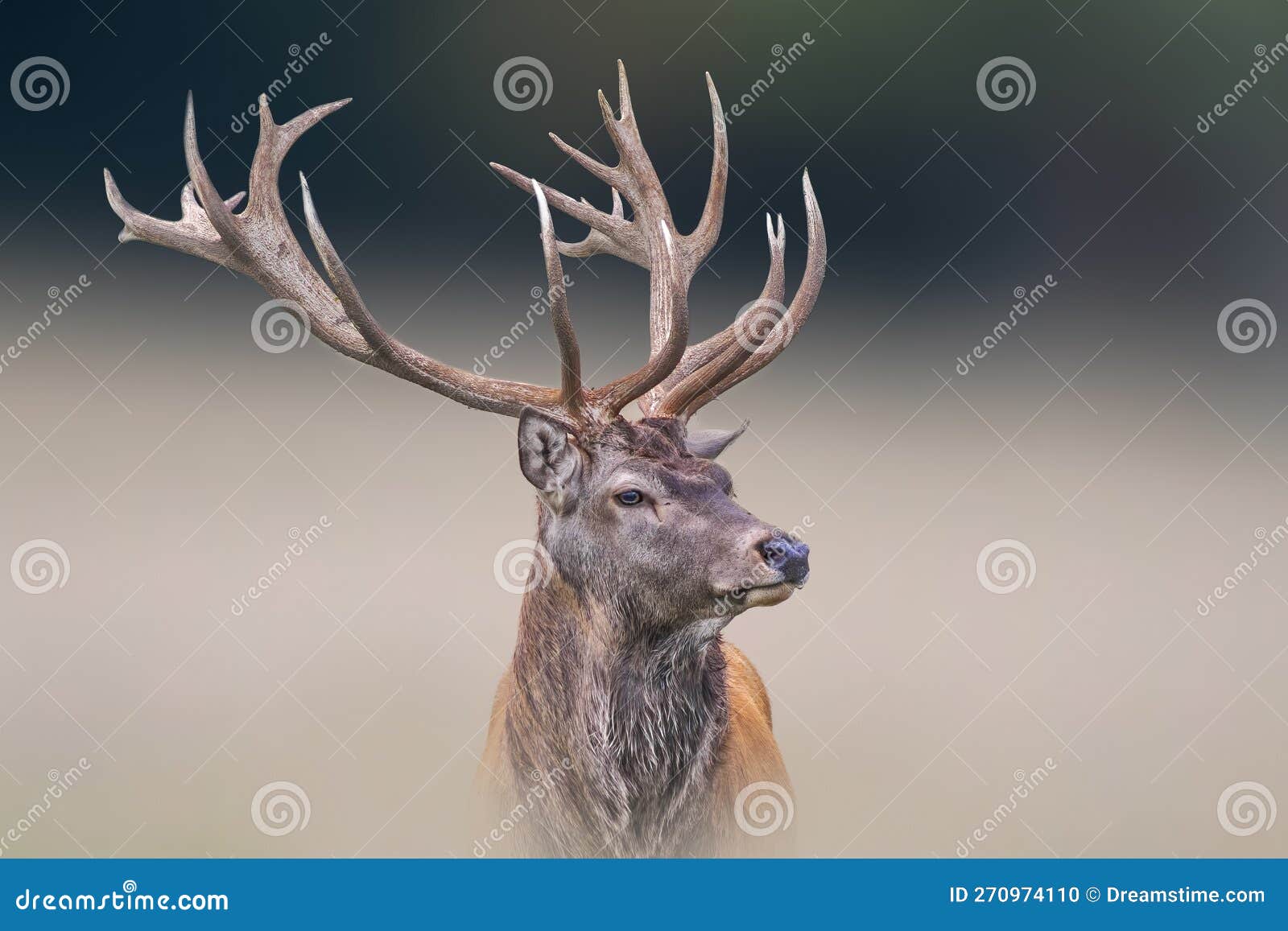 One Portrait of a Pretty Red Deer Buck Stock Photo - Image of autumn ...