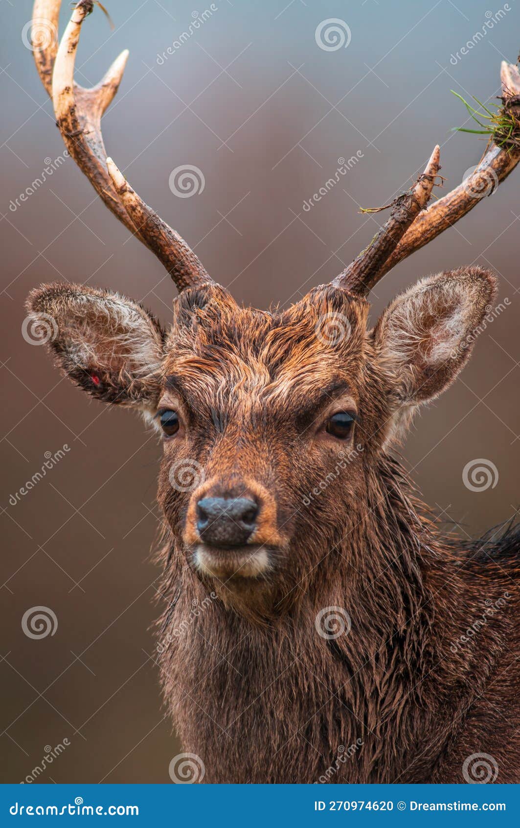 One Portrait of a Pretty Red Deer Buck Stock Photo - Image of majestic ...