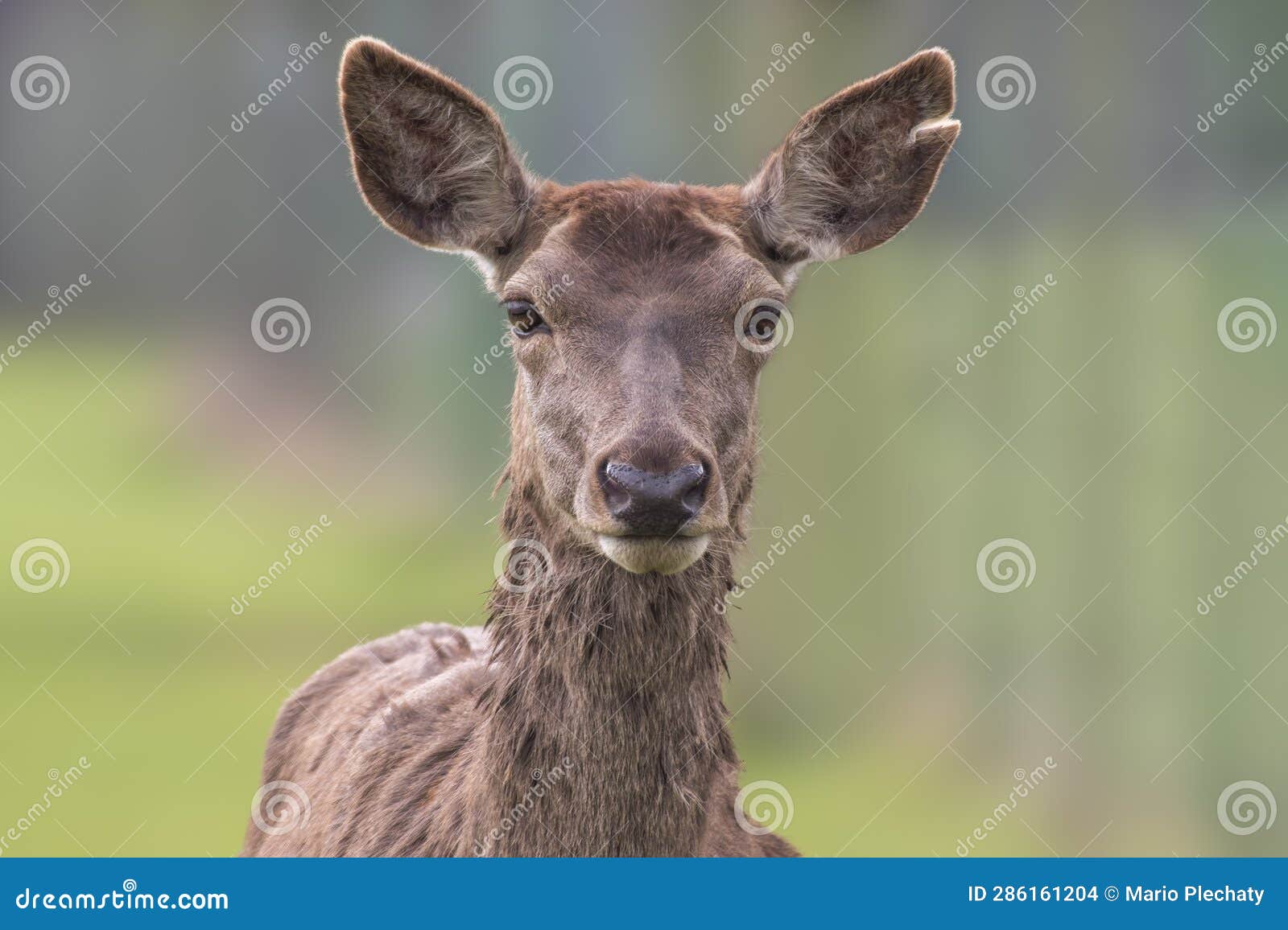 One Portrait of a Red Deer Doe (Cervus Elaphus) in a Meadow Stock Photo ...