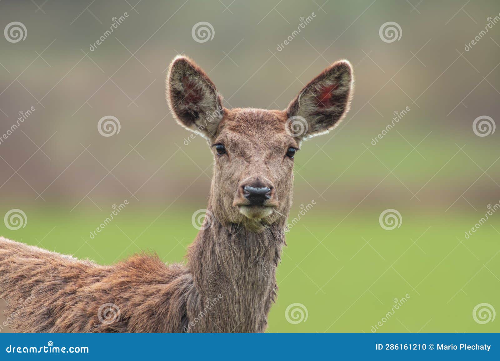 One Portrait of a Red Deer Doe (Cervus Elaphus) in a Meadow Stock Photo ...