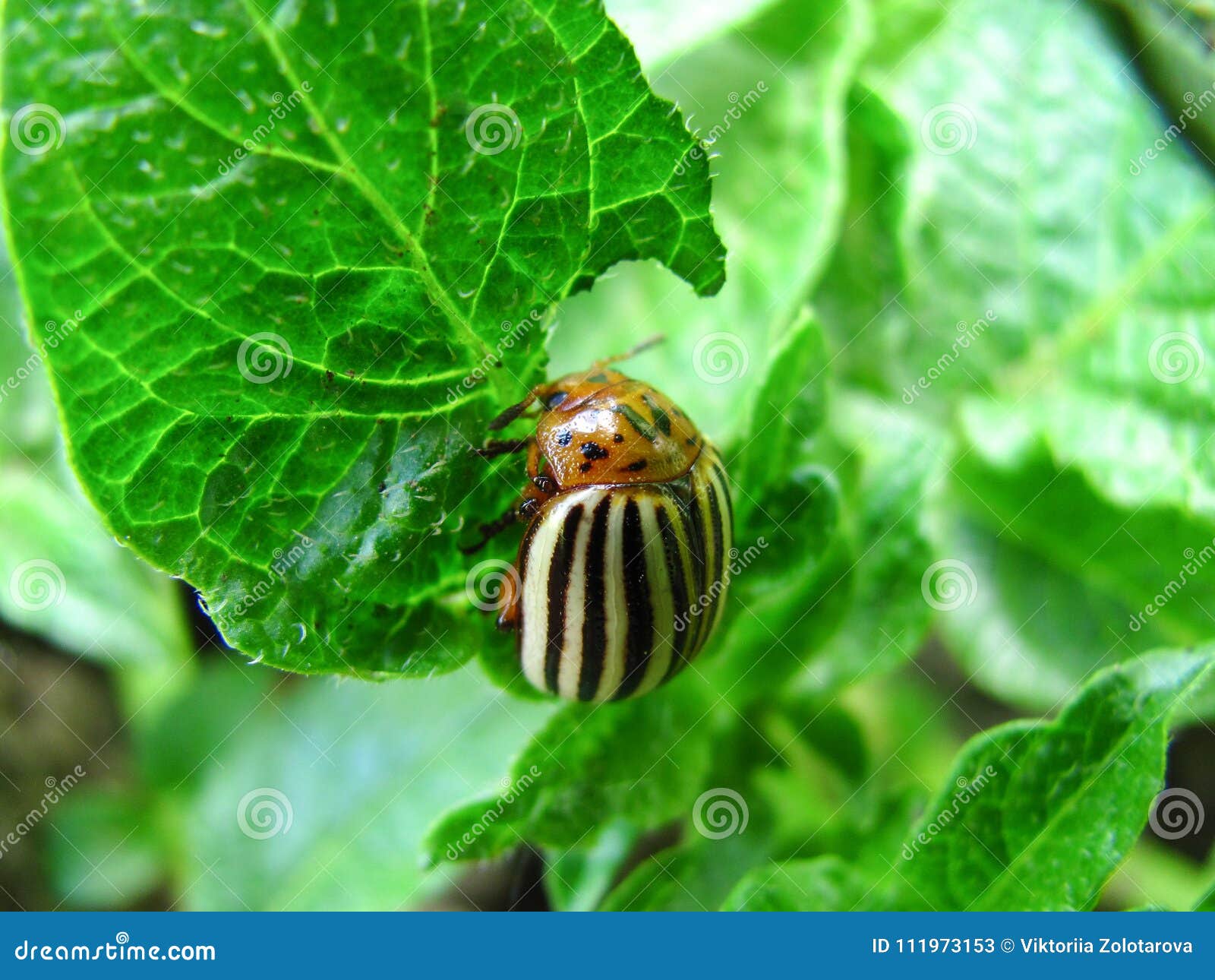 One potato bug close up stock image. Image of colorado - 111973153
