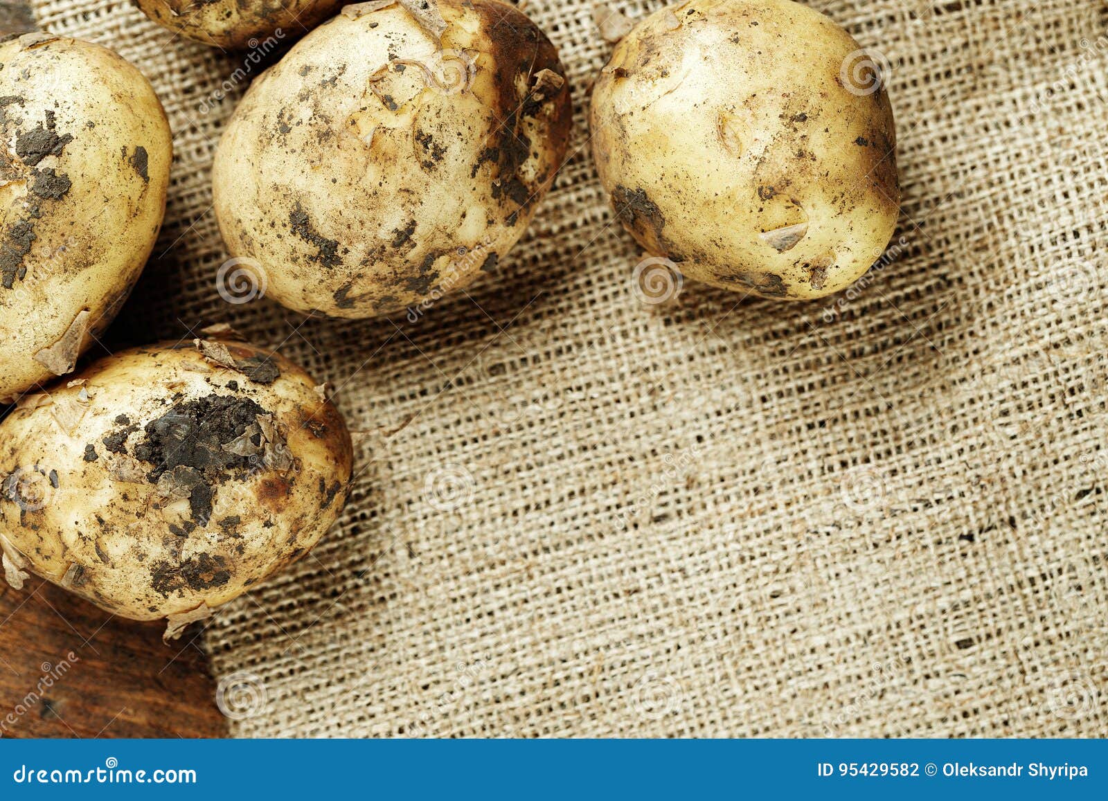 One Potato Unwashed on Burlap Stock Photo - Image of healthy, ripe ...