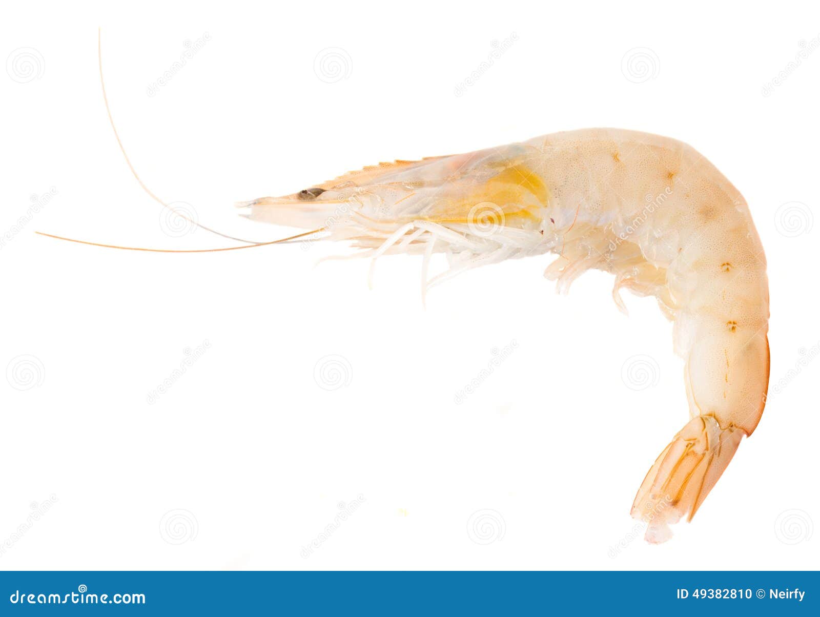 One prawn stock photo. Image of king, nutrition, cuisine - 49382810