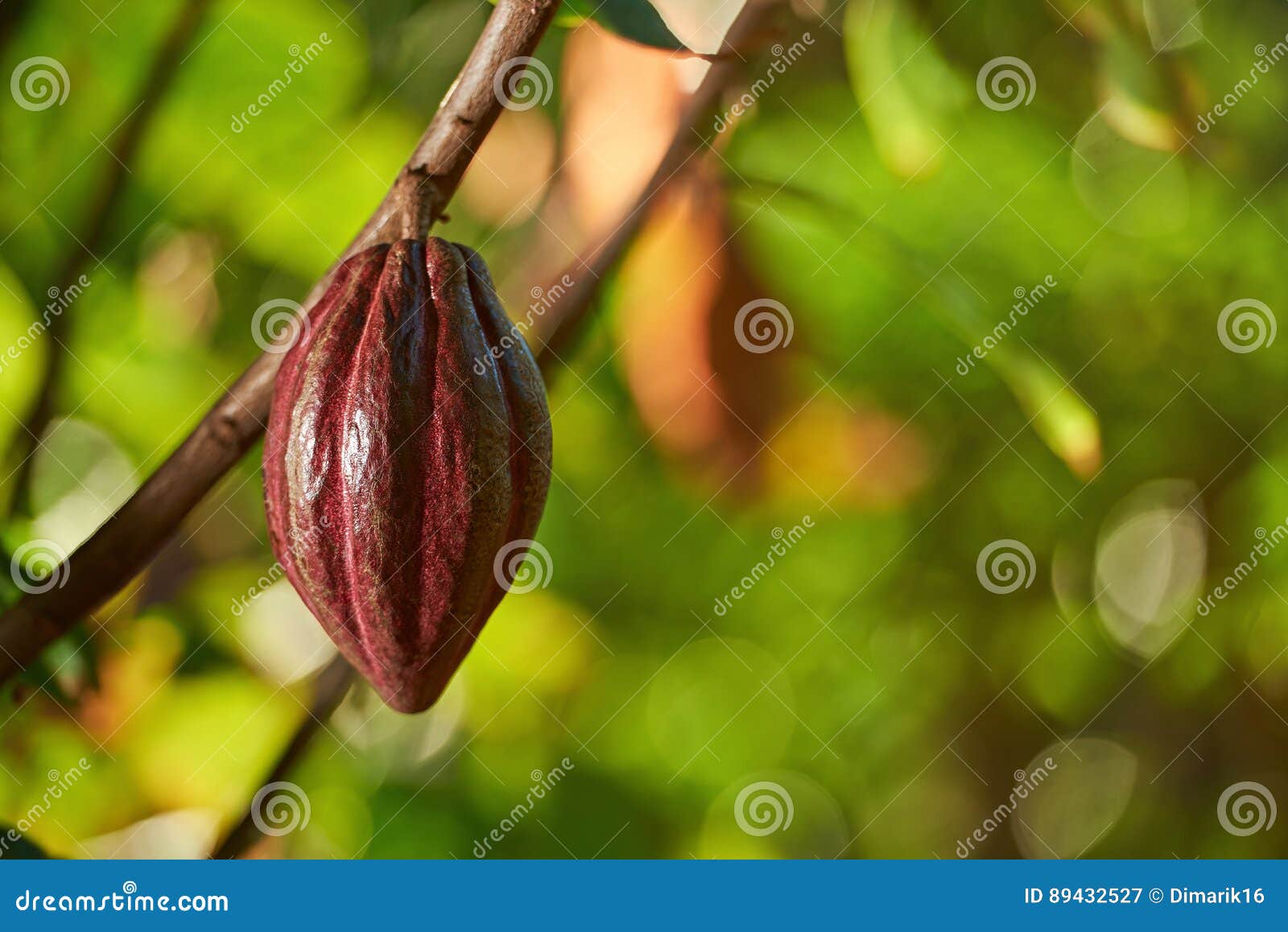 One Pretty Clean Red Cocoa Pod Stock Image - Image of environment ...