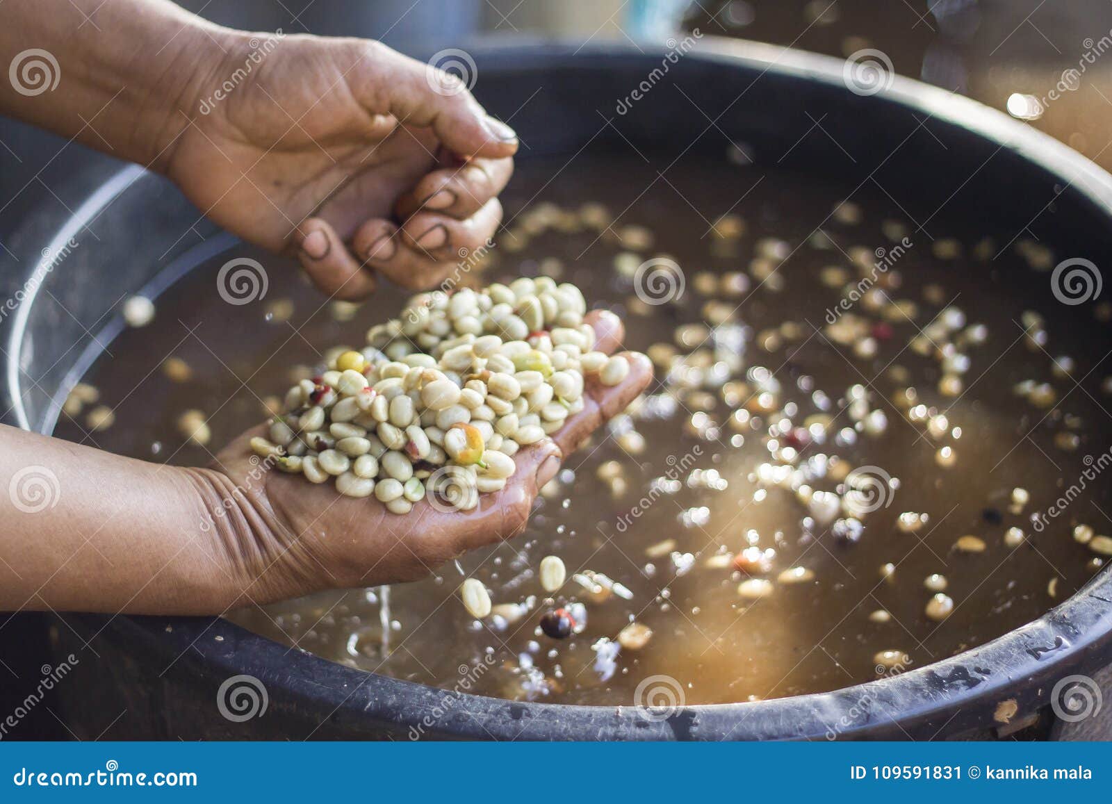Fermentation of Green Beans Coffee Stock Image - Image of green, coffee ...