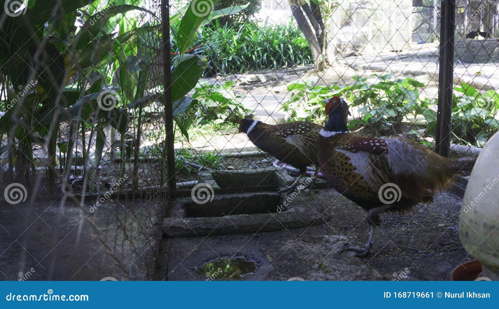 Step animals in Indonesia stock image. Image of protected - 168719661