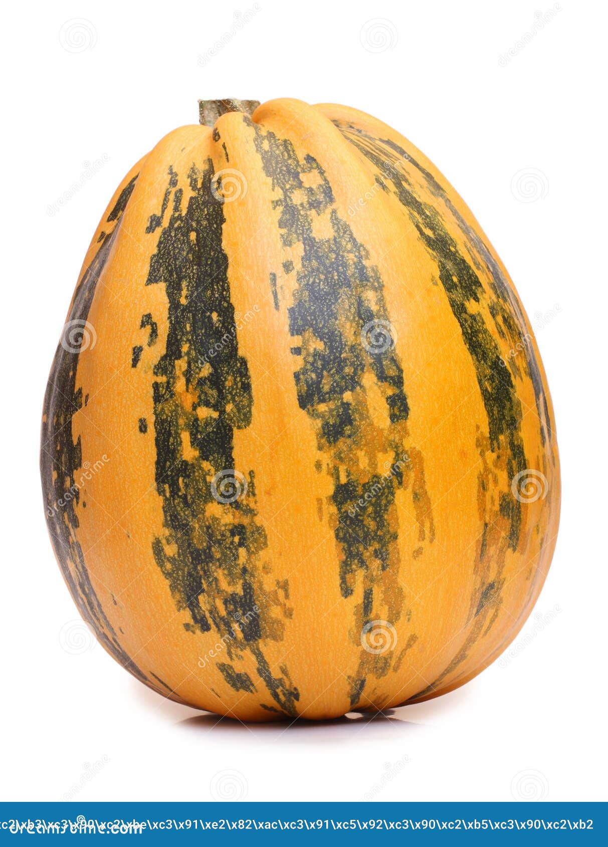 One pumpkin stock image. Image of halloween, eating, october - 20703611