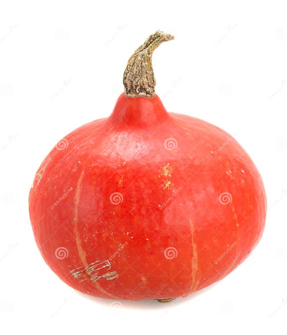 One pumpkin stock photo. Image of decorative, trick, pumpkins - 44639126