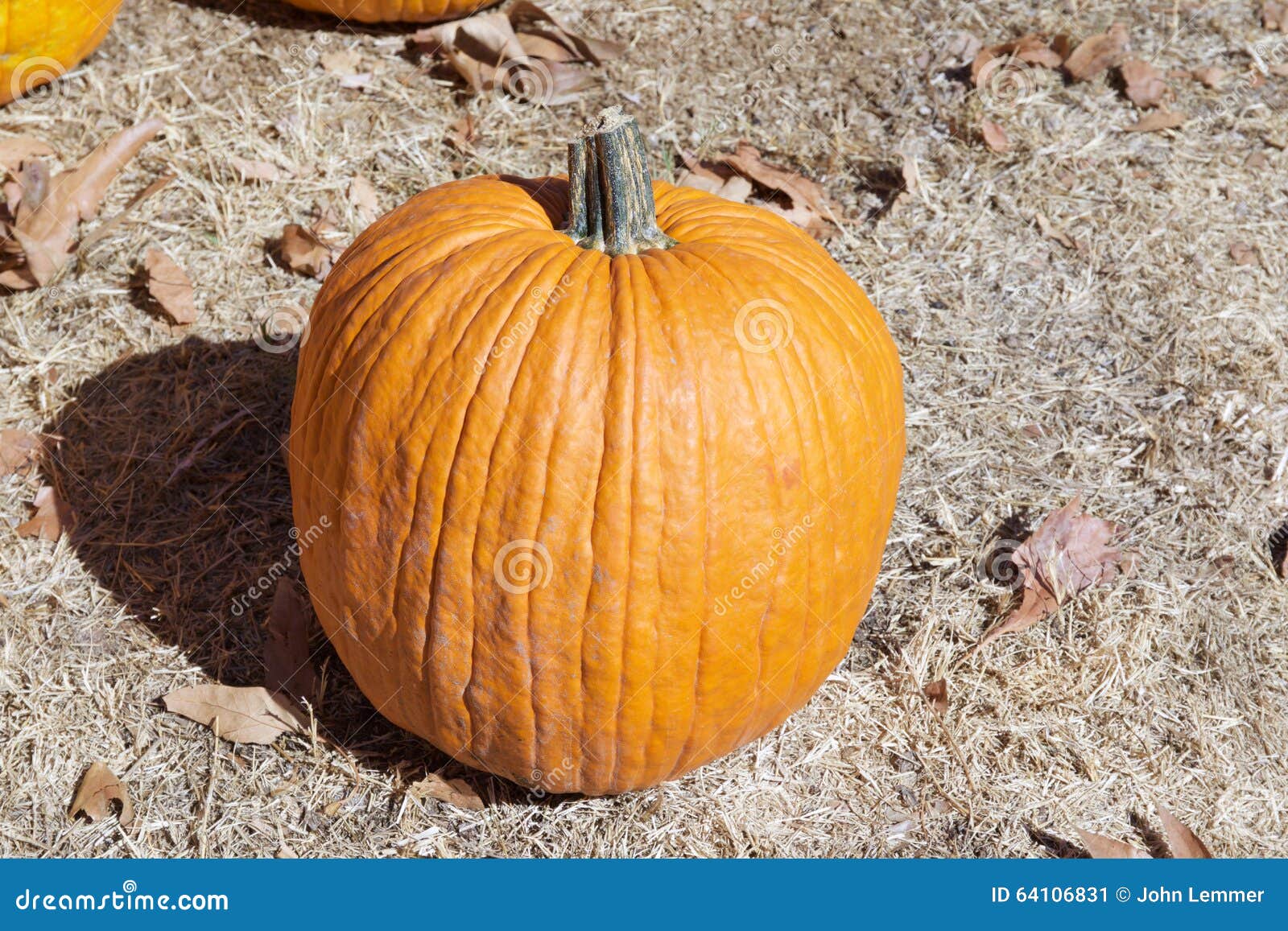 One Pumpkin stock image. Image of fresh, autumn, orange - 64106831