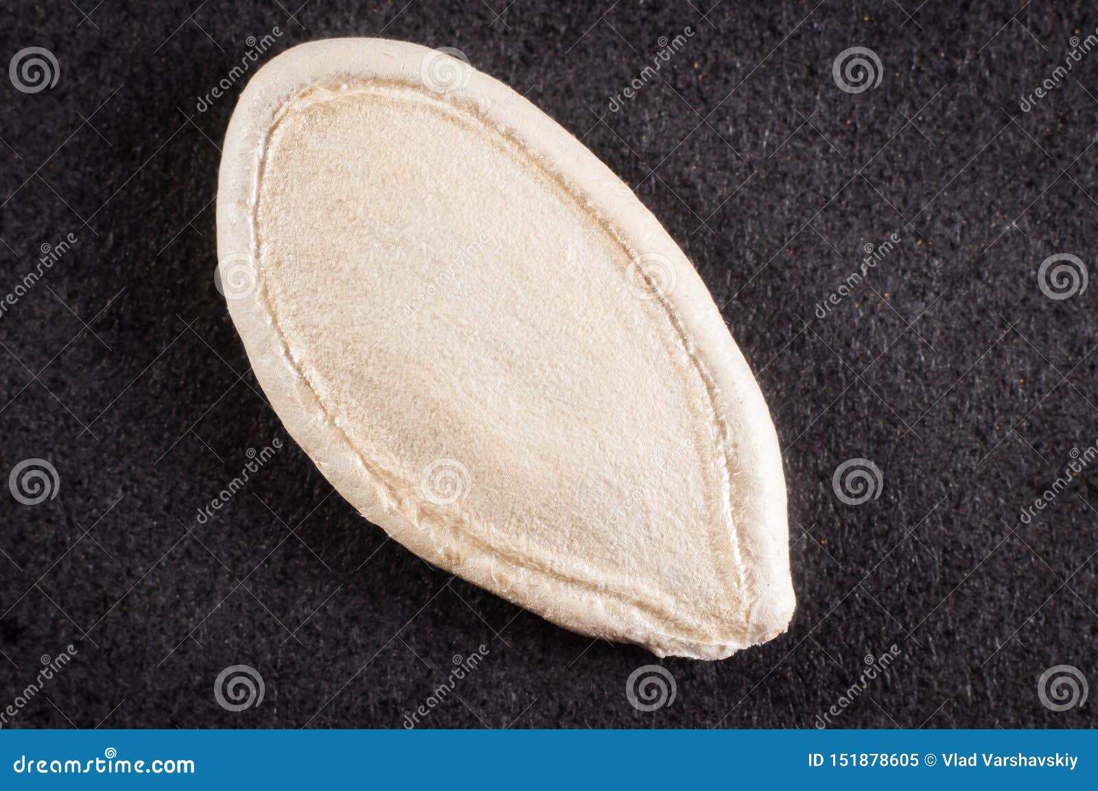 One Pumpkin Seed in the Shell on a Dark Background Stock Image - Image ...