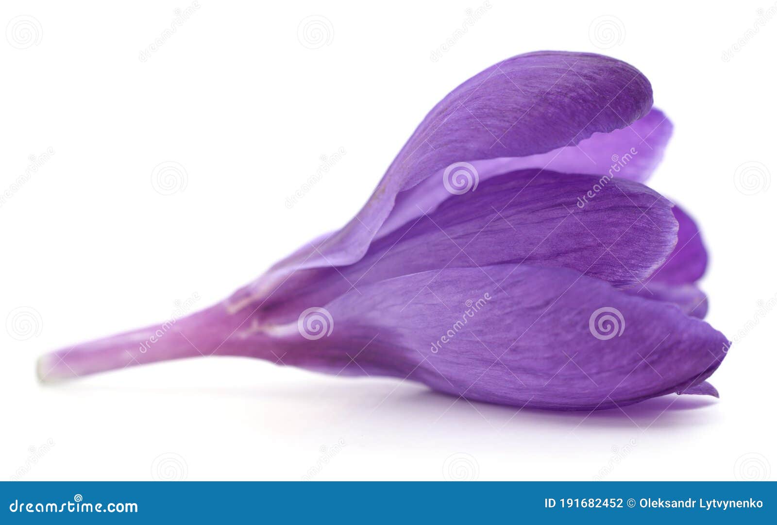 One purple crocus stock photo. Image of freshness, light - 191682452