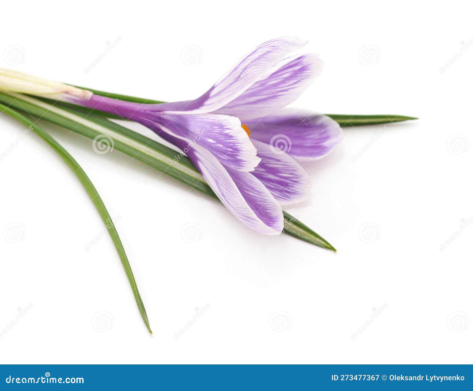 One purple crocus stock image. Image of springtime, elegant - 273477367