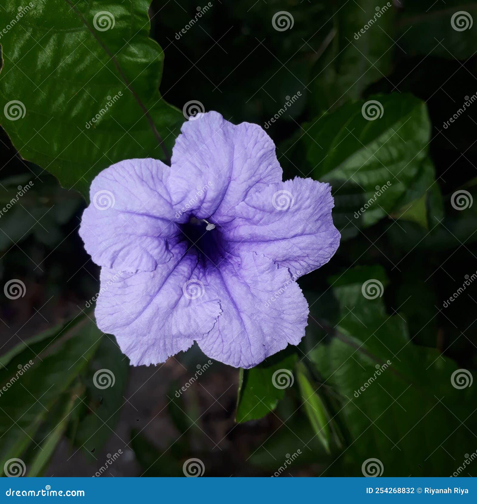 One Purple Flower Patterns on a Green Background Stock Photo - Image of ...