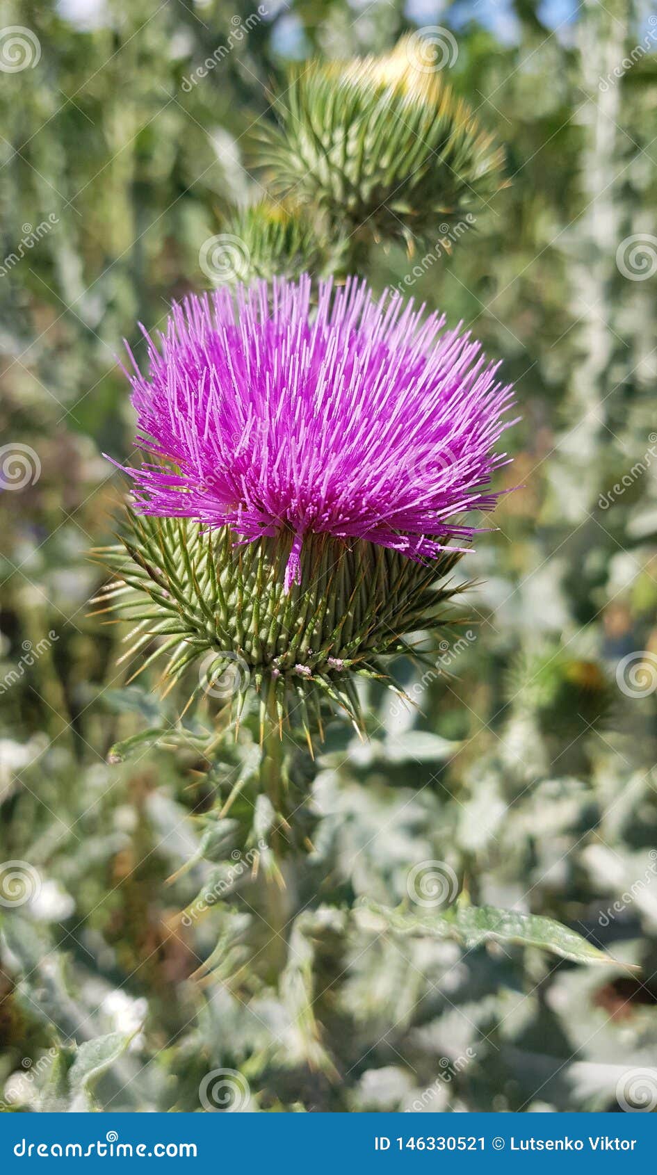 One Purple Thistle in Garden Stock Image - Image of plant, blur: 146330521