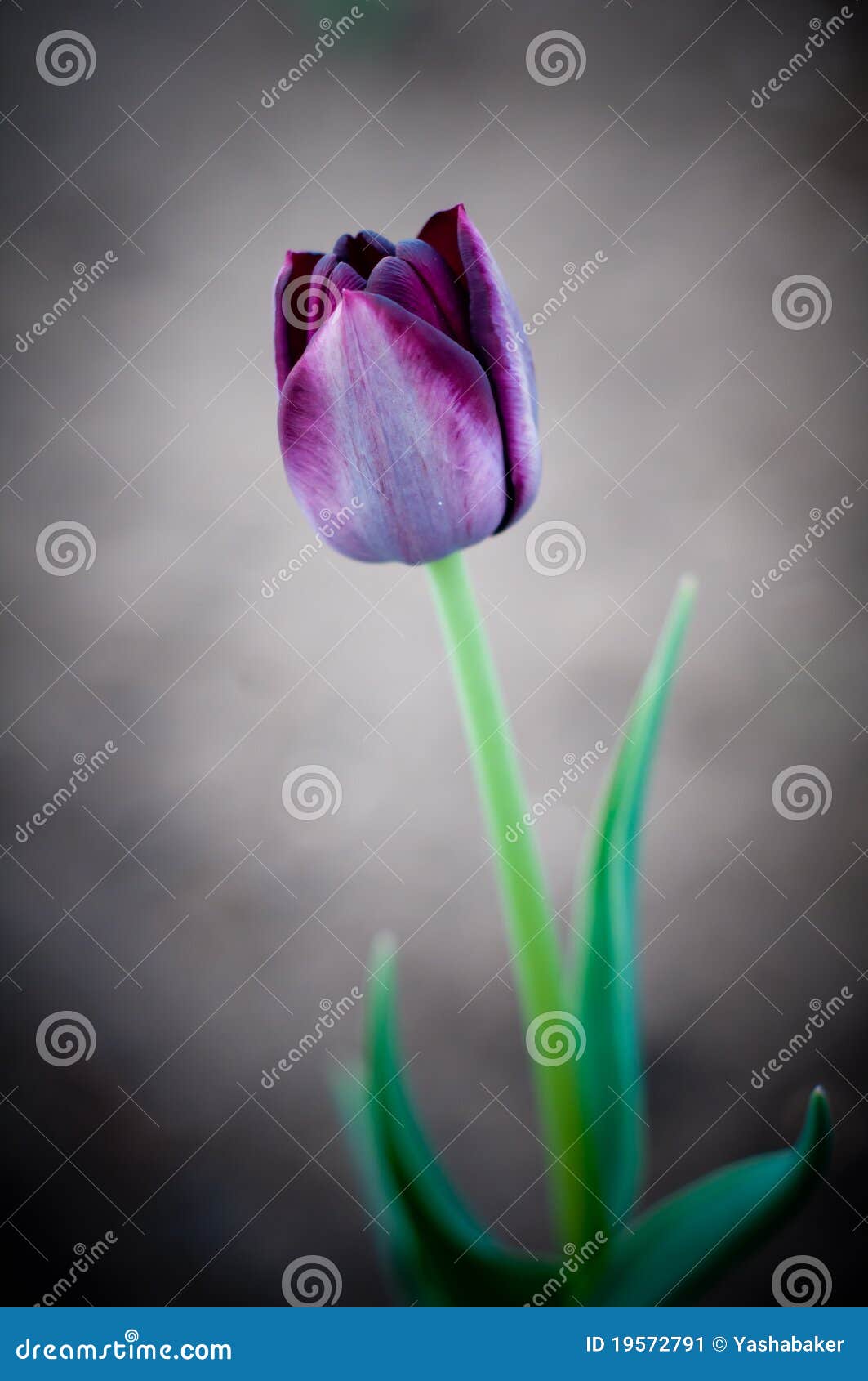 One purple tulip stock image. Image of petal, natural - 19572791