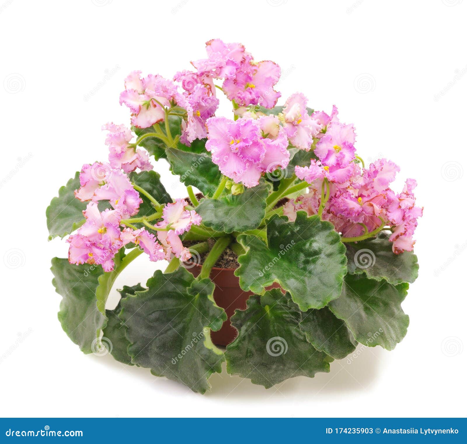 One purple violet stock image. Image of single, violet - 174235903