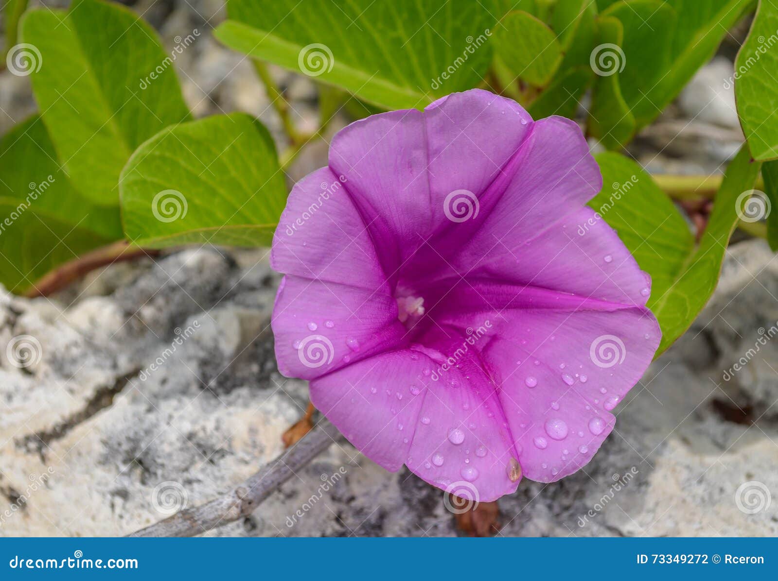 One Purple Wild Flower at the Edge of the Beach Stock Photo - Image of ...