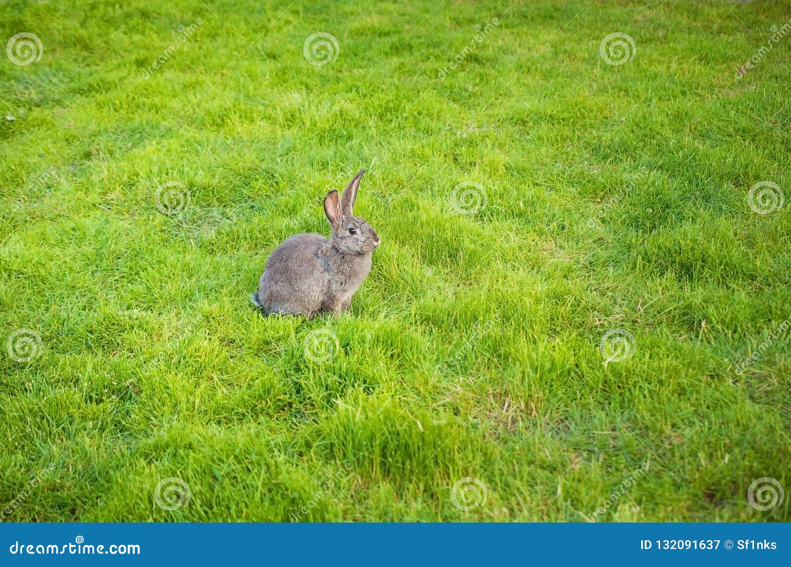 One Rabbit Eats Grass in the Garden Stock Image - Image of ears, eyes ...
