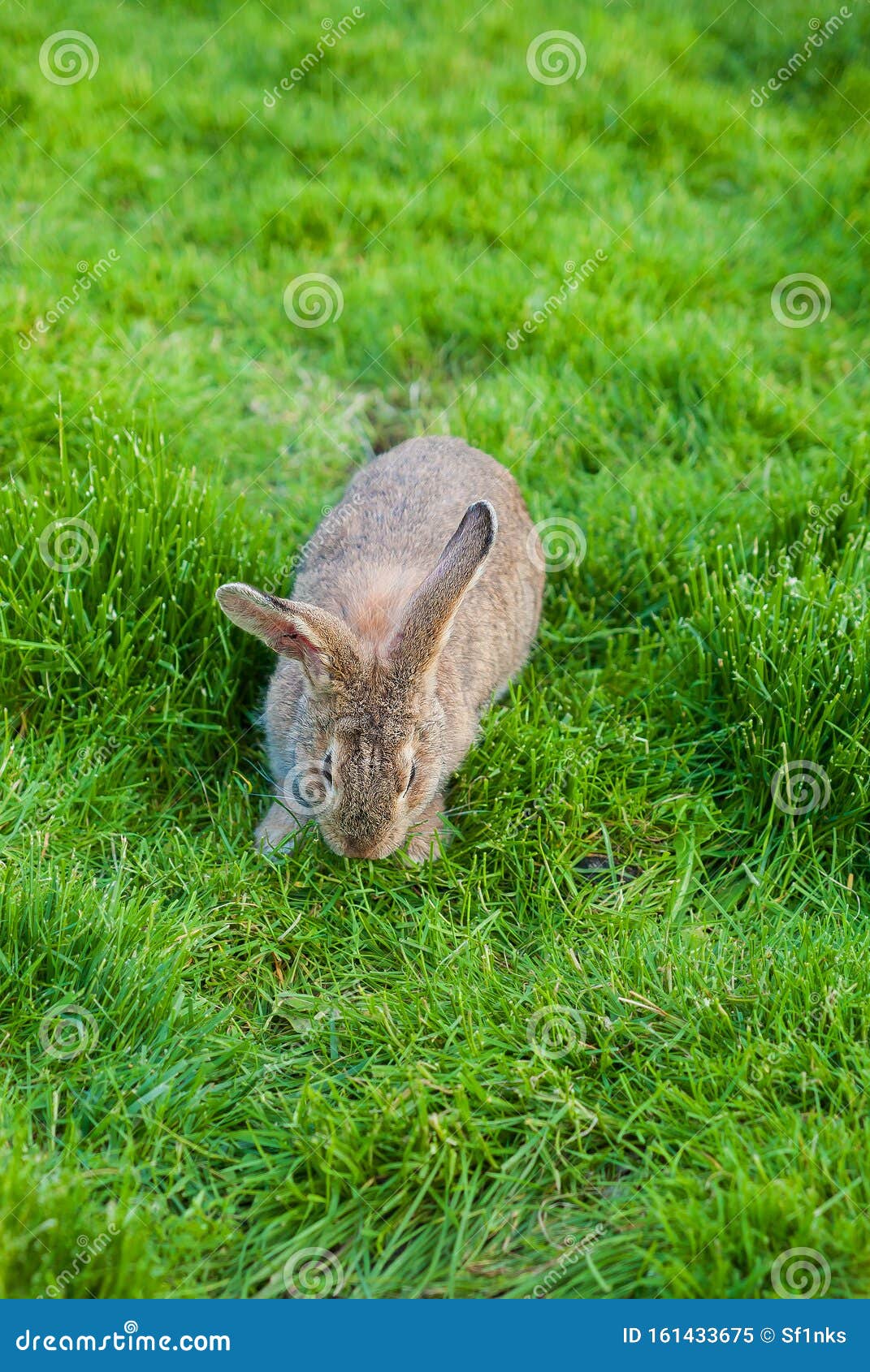 One Rabbit Eats Grass in Garden Stock Image - Image of funny, eyes ...