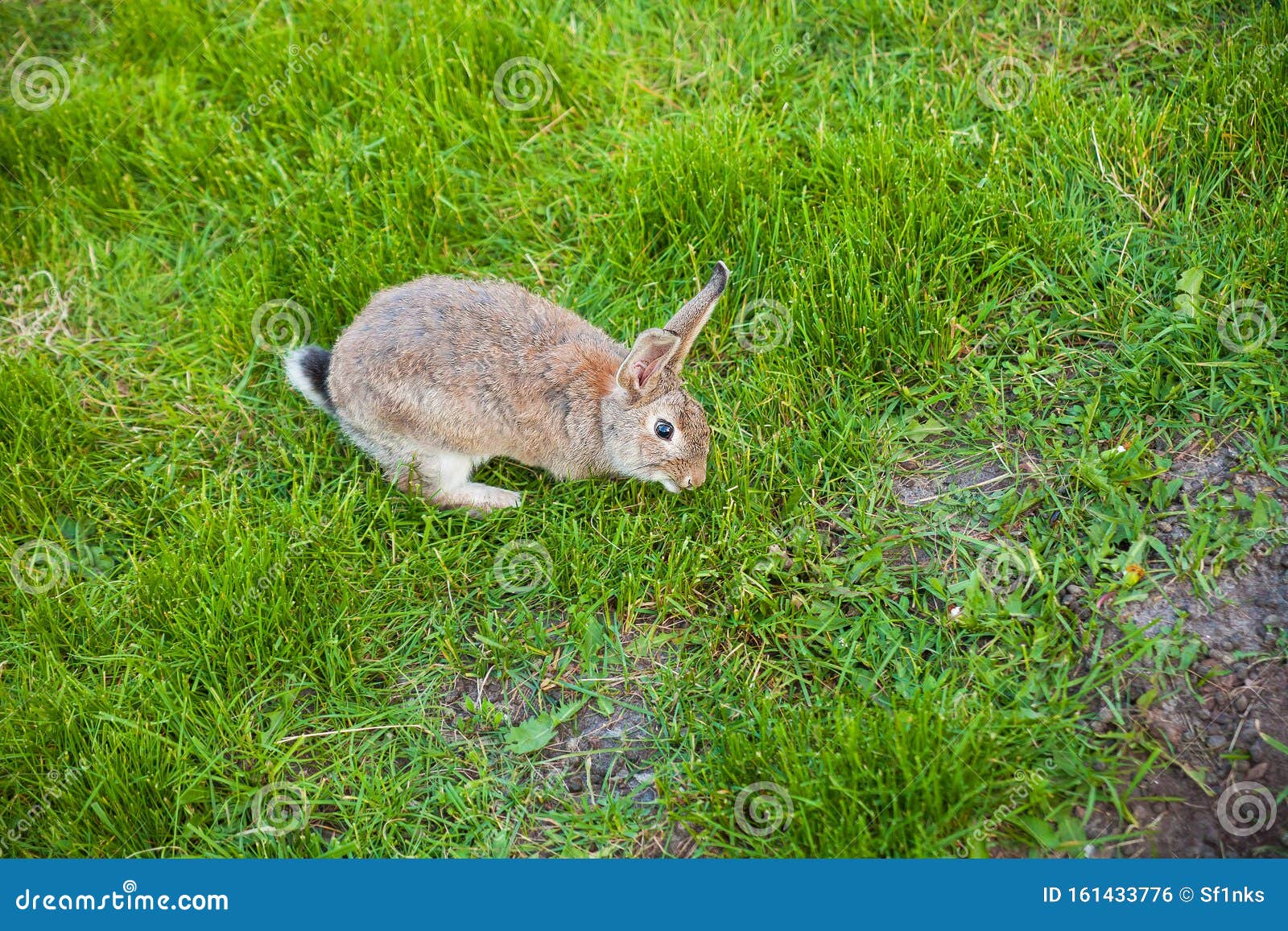 One Rabbit Eats Grass in Garden Stock Photo - Image of ears, animal ...