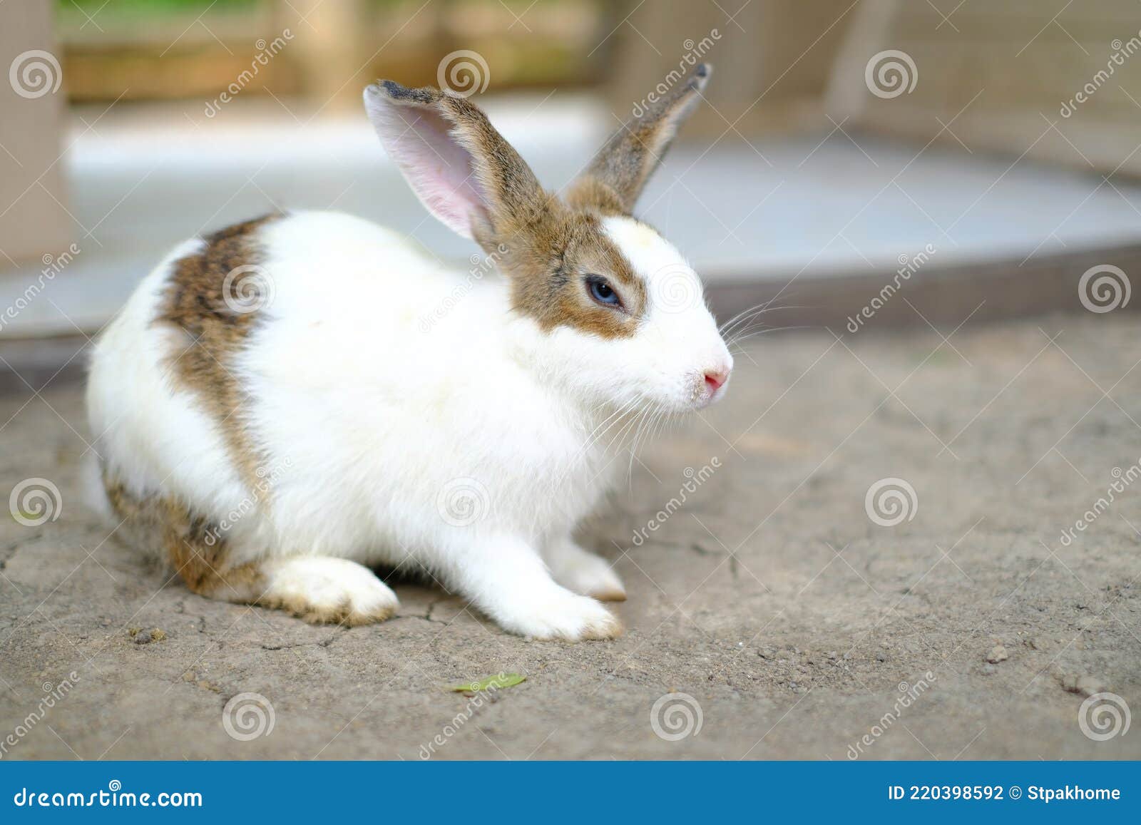 One Rabbit Was Looking and Observing. Stock Photo - Image of ears ...