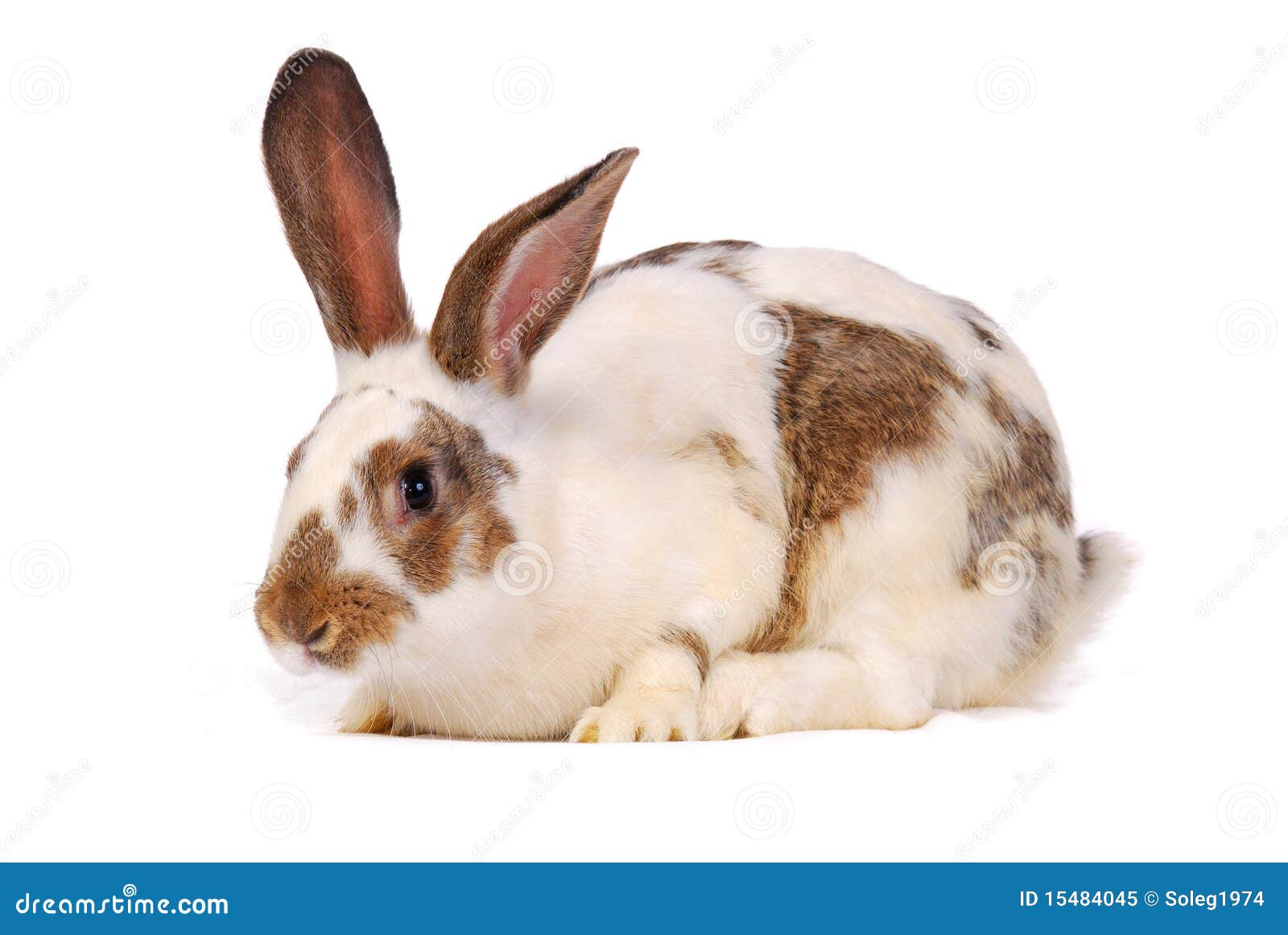 One rabbit on the white stock image. Image of closeup - 15484045