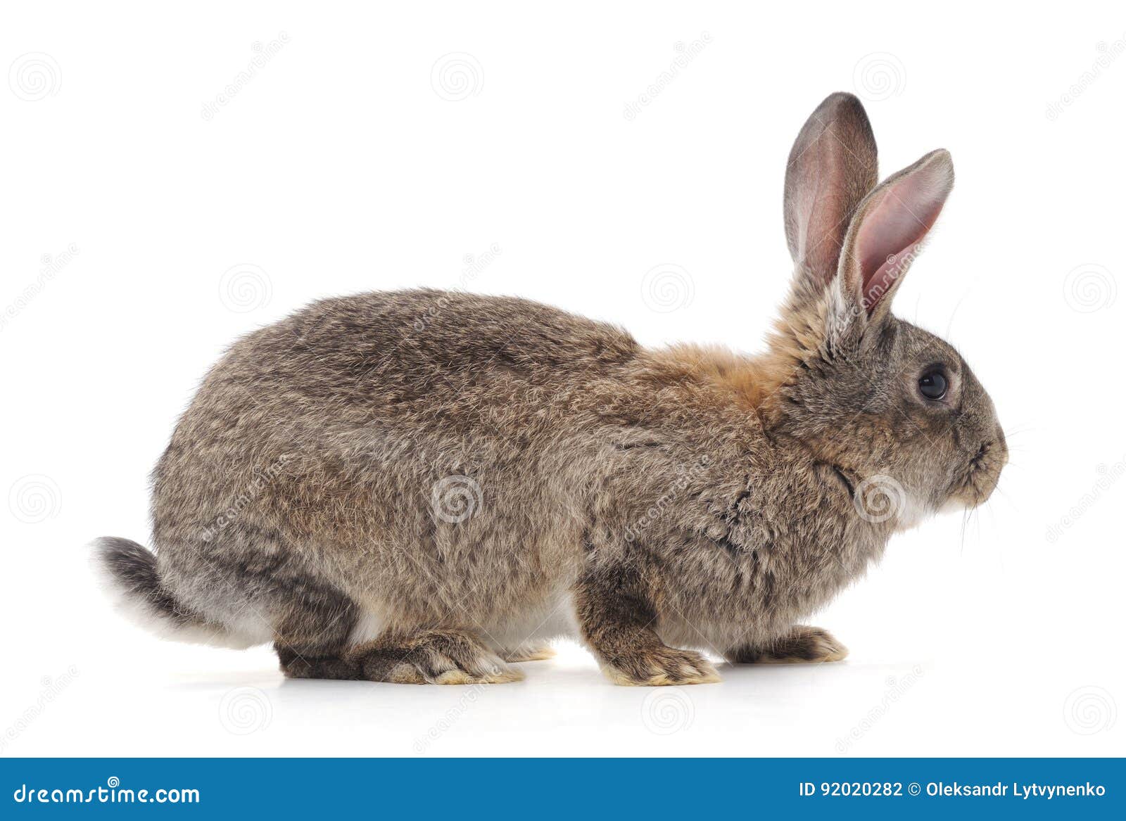 One rabbit. stock photo. Image of hare, tail, farm, shot - 92020282