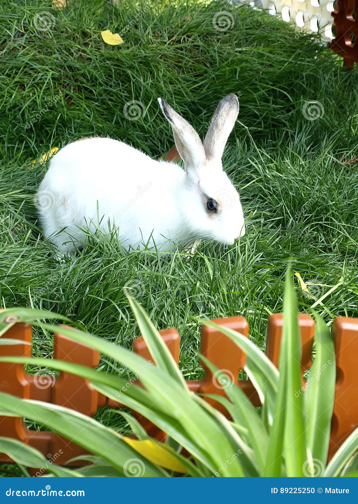 One rabbits in green grass stock photo. Image of rodent - 89225250