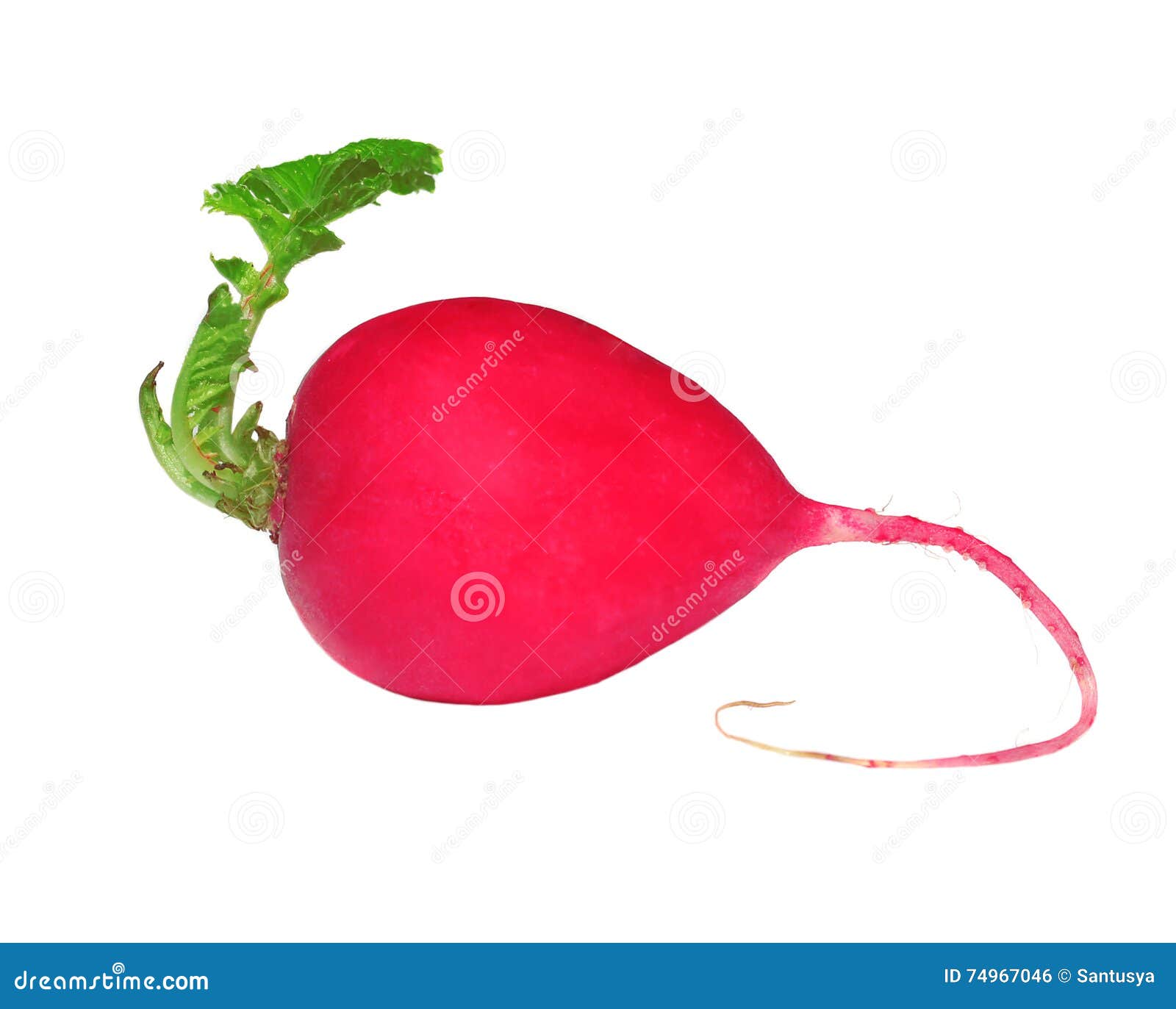 One Radish Isolated on White Background Stock Photo - Image of nature ...
