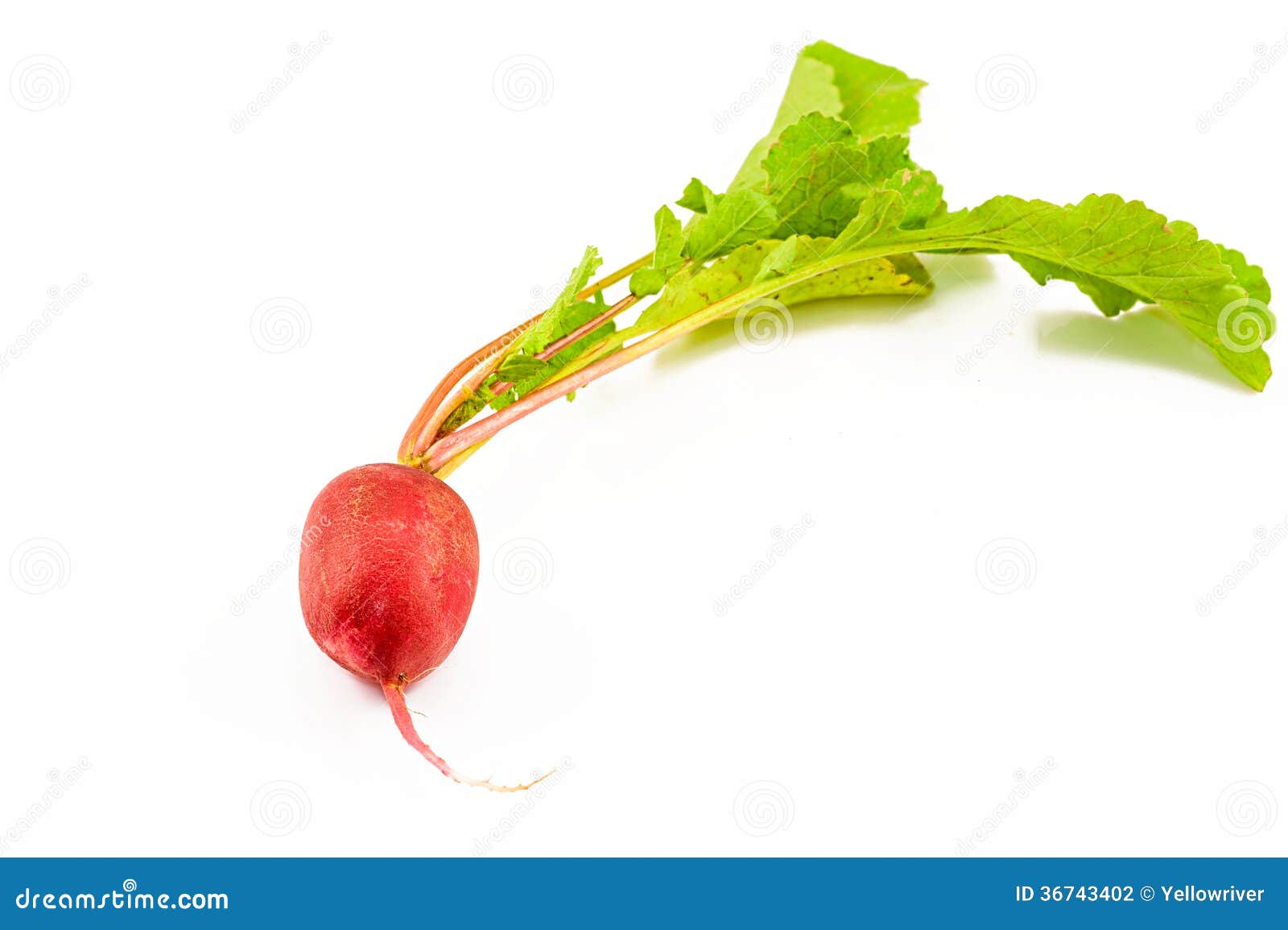 One radish stock photo. Image of green, background, radish - 36743402