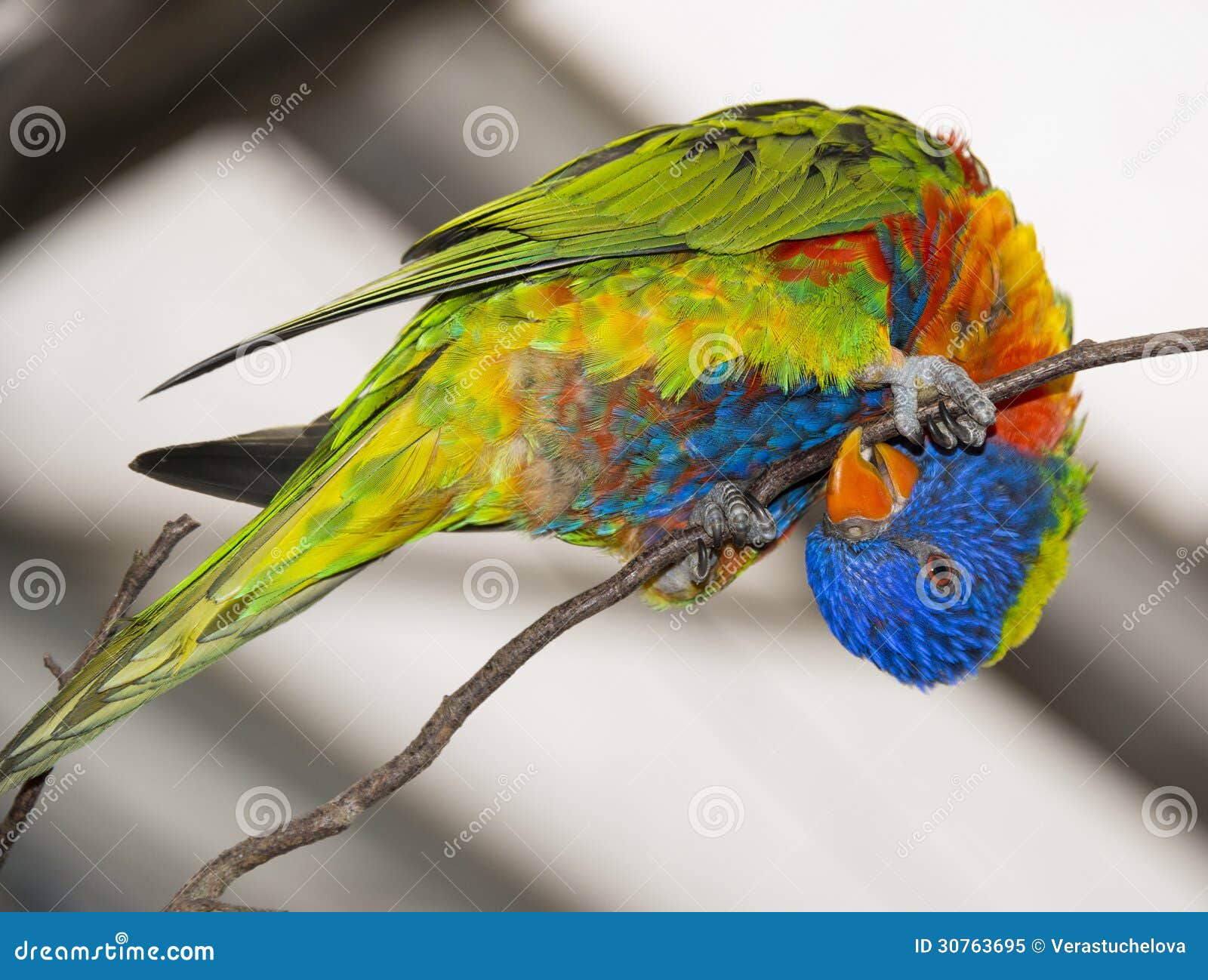 An One Rainbow Lorikeet Parrot Stock Image - Image of nature, paradise ...