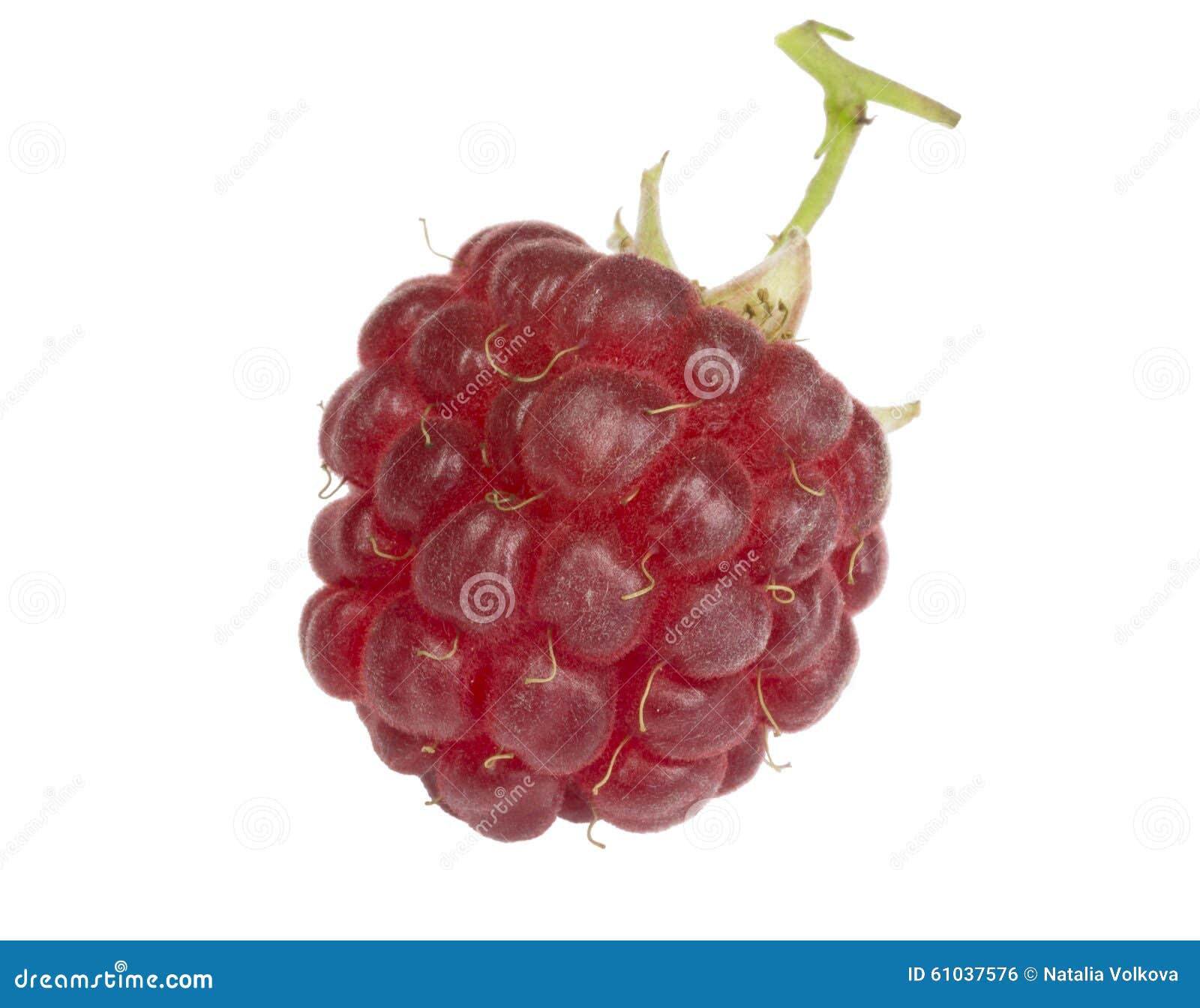 One Raspberries Isolated on White Background Stock Photo - Image of ...