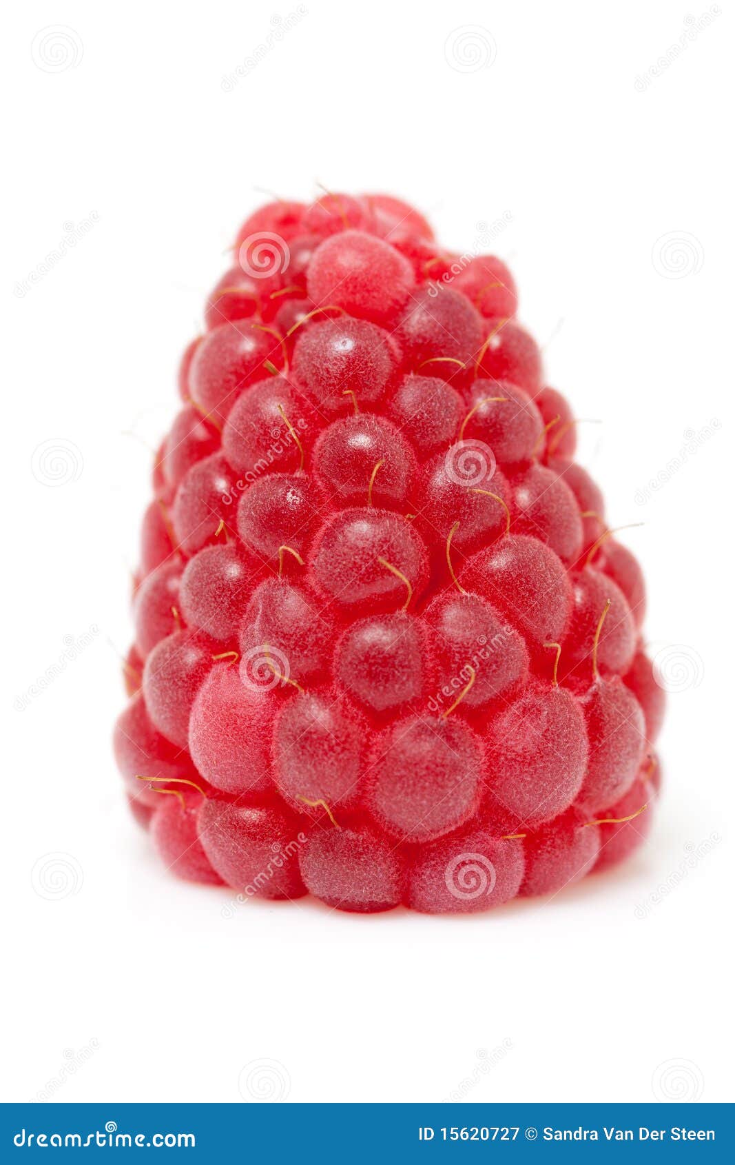 One raspberry in closeup stock image. Image of raspberrie - 15620727