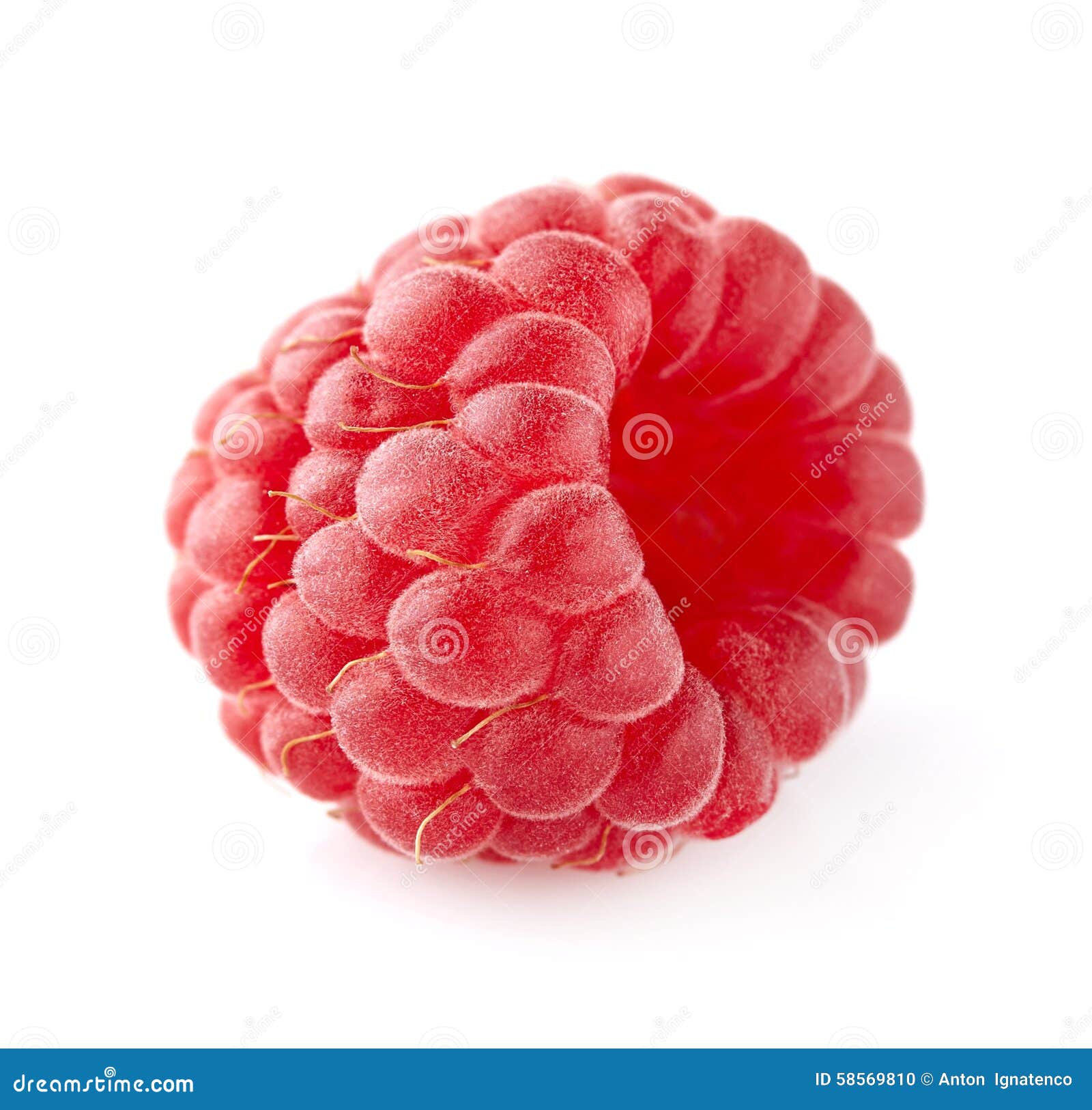 One raspberry stock photo. Image of macro, juicy, drink - 58569810
