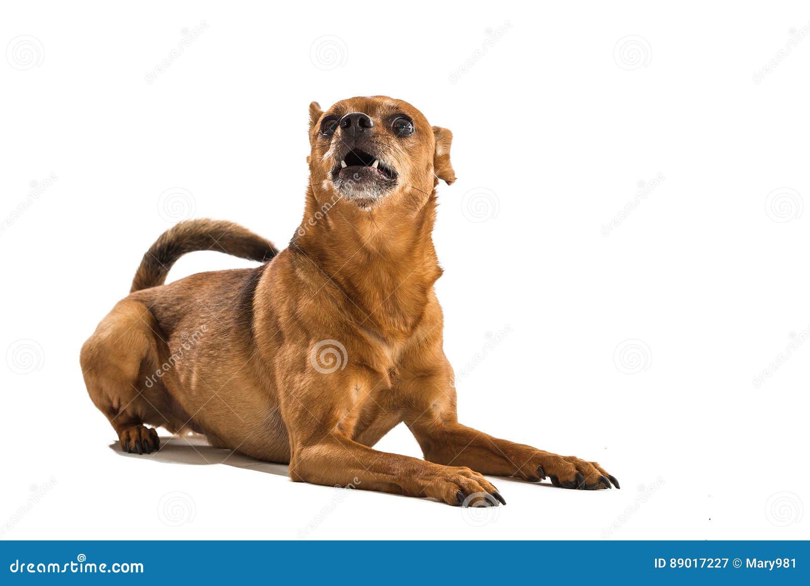 One rat terrier stock image. Image of terrior, background - 89017227