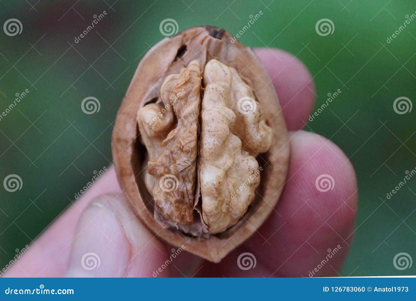 Raw Brown Walnut in Fingers of Hand Stock Photo - Image of decorative ...